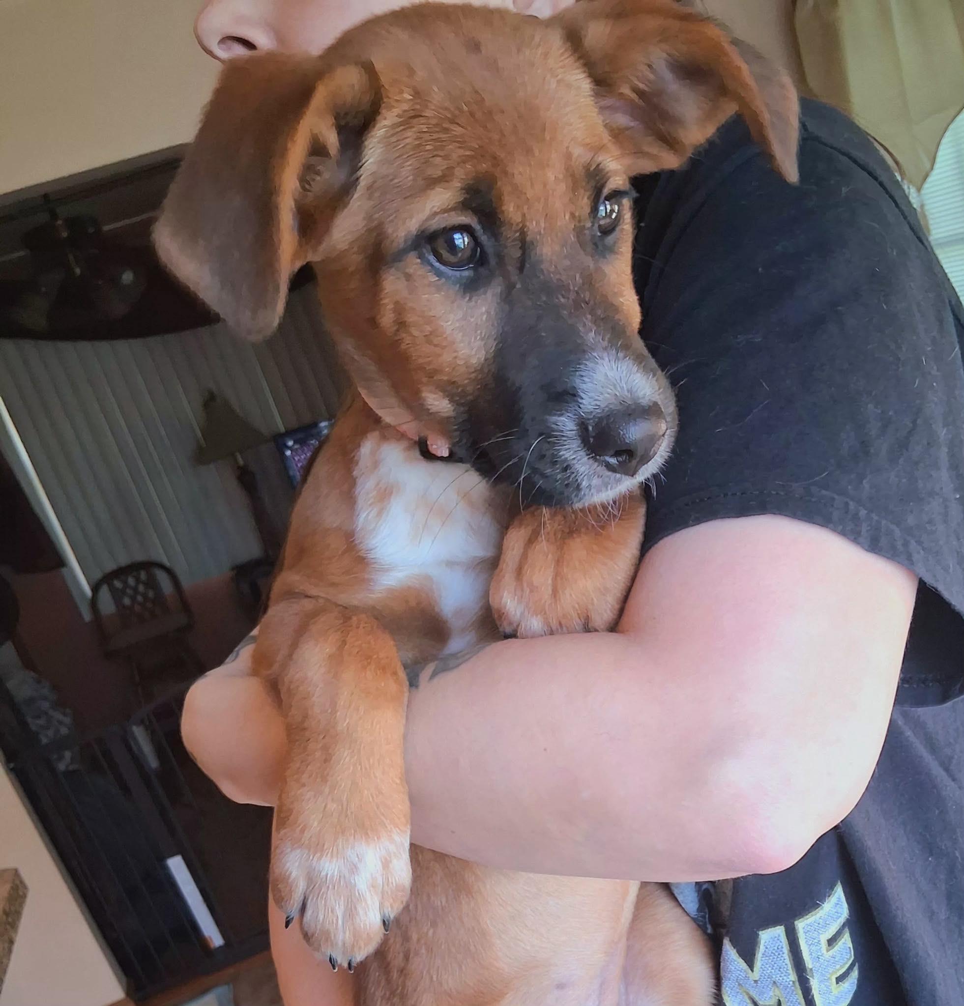 Ruby - Adoptable Pet | Petfinder | Petfinder