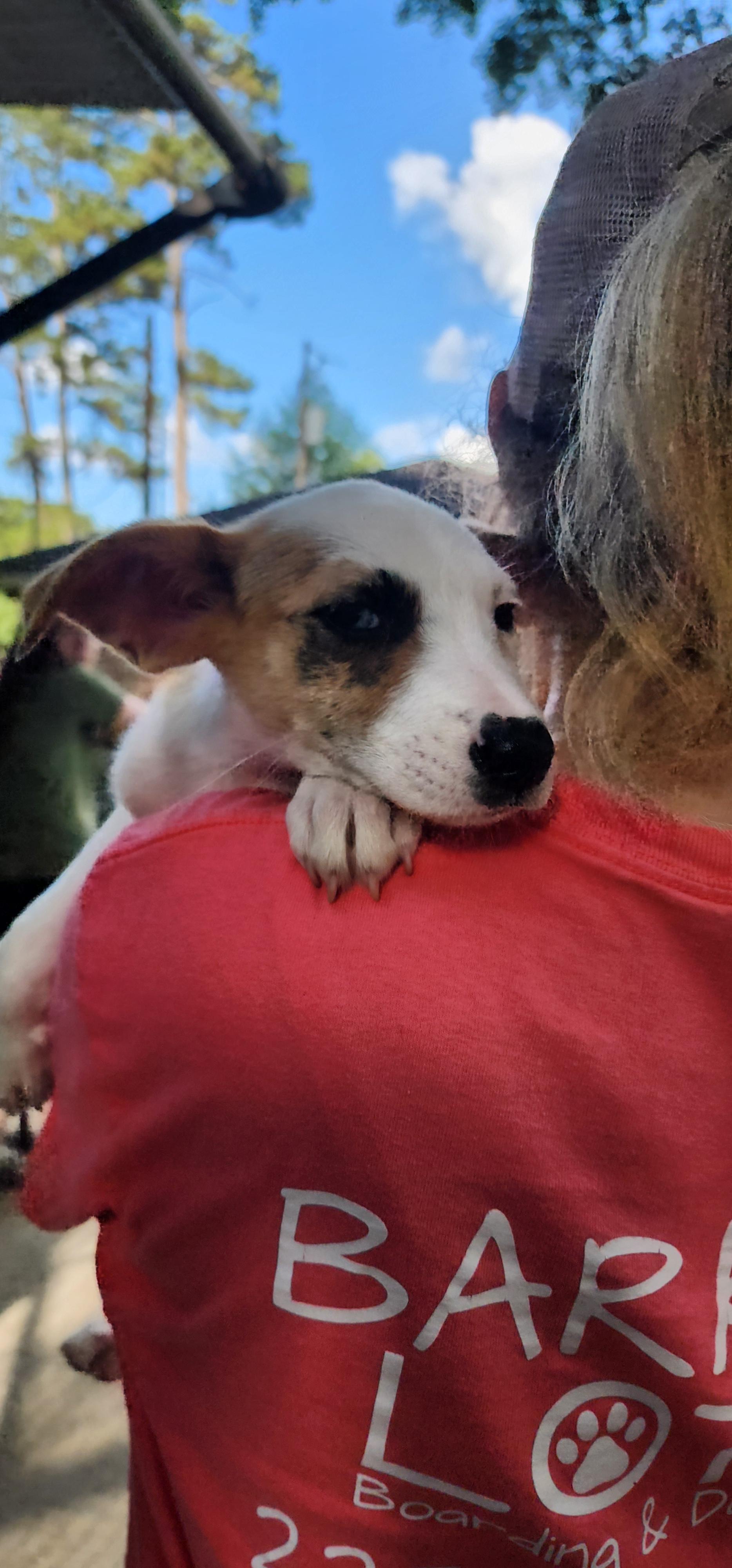 Dog for adoption - Whimsy, a Rat Terrier Mix in Baker, LA | Petfinder