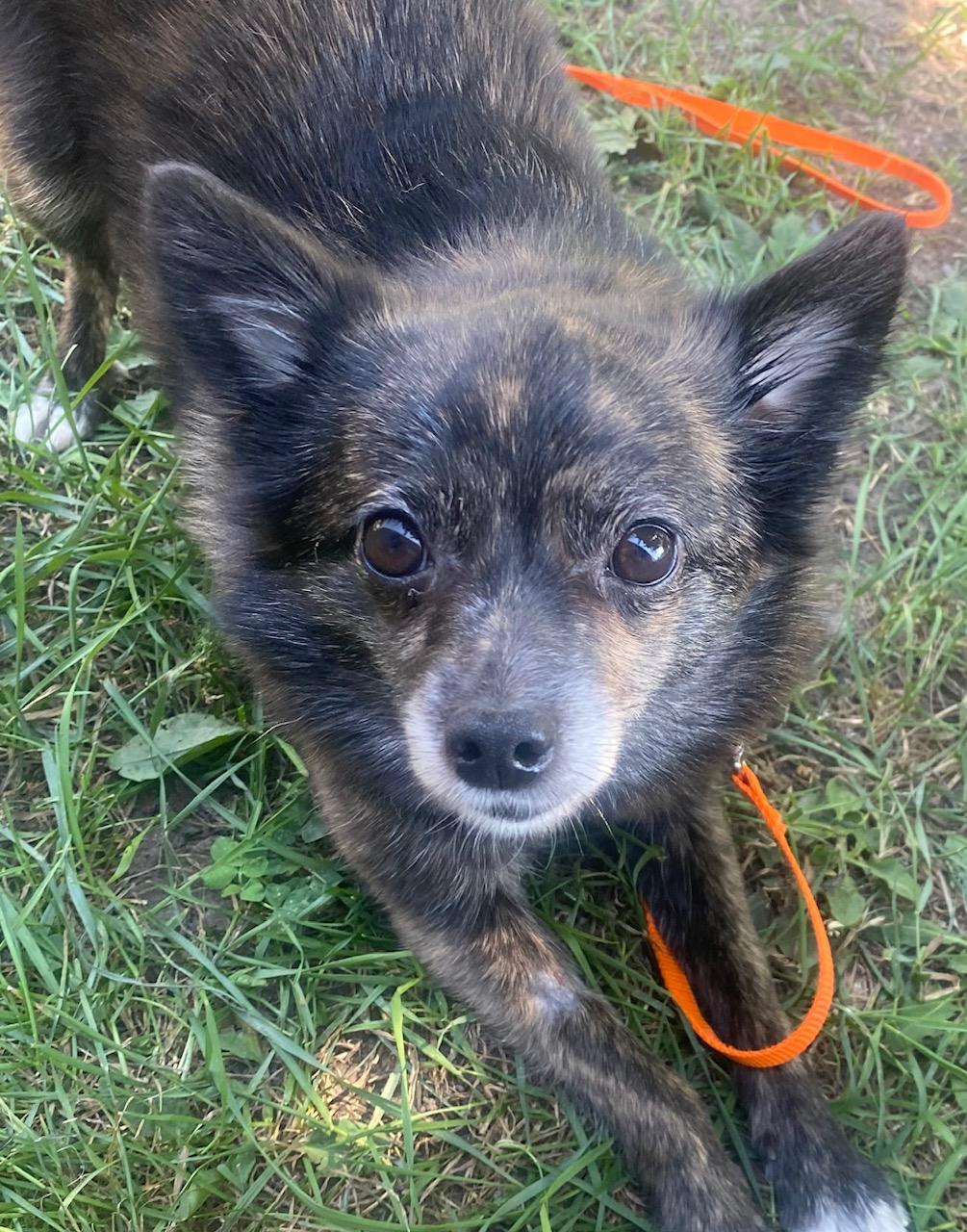 Dog for adoption - Zaya-Spunky little gal, a Chihuahua Mix in Oshkosh ...