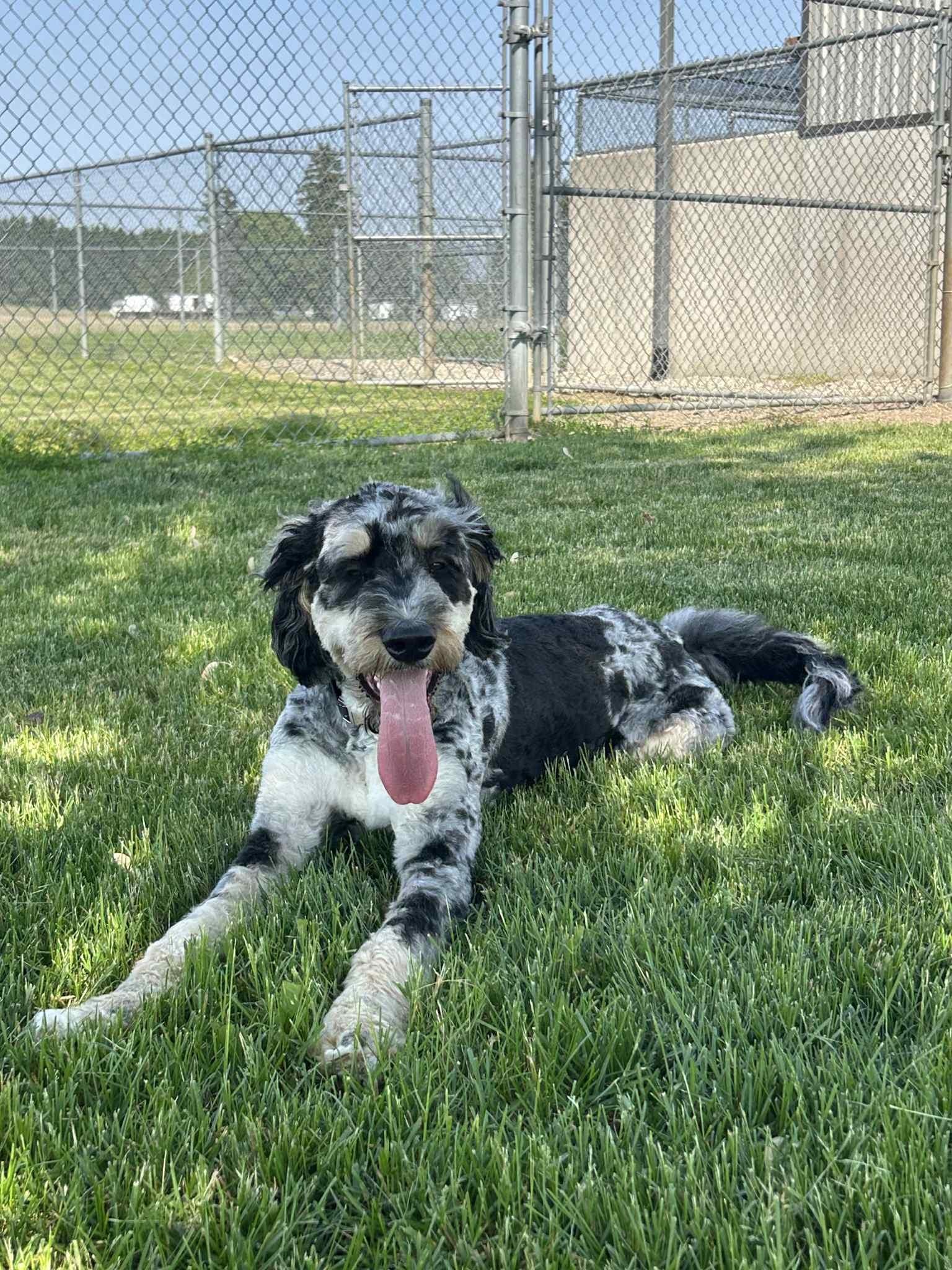 Dog for adoption - Niko, a Bernadoodle in London, ON | Petfinder