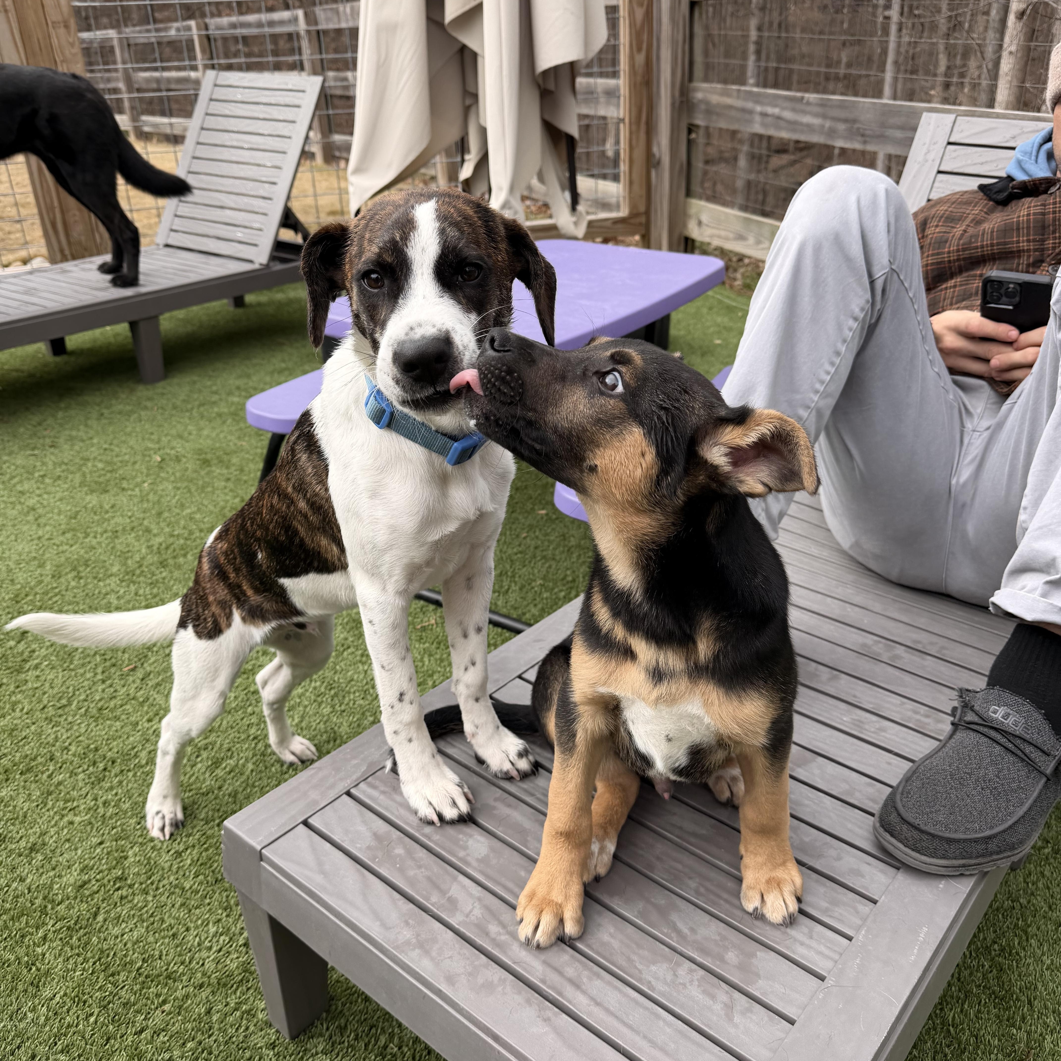 Jimmy - Adoptable Pet | Petfinder | Petfinder