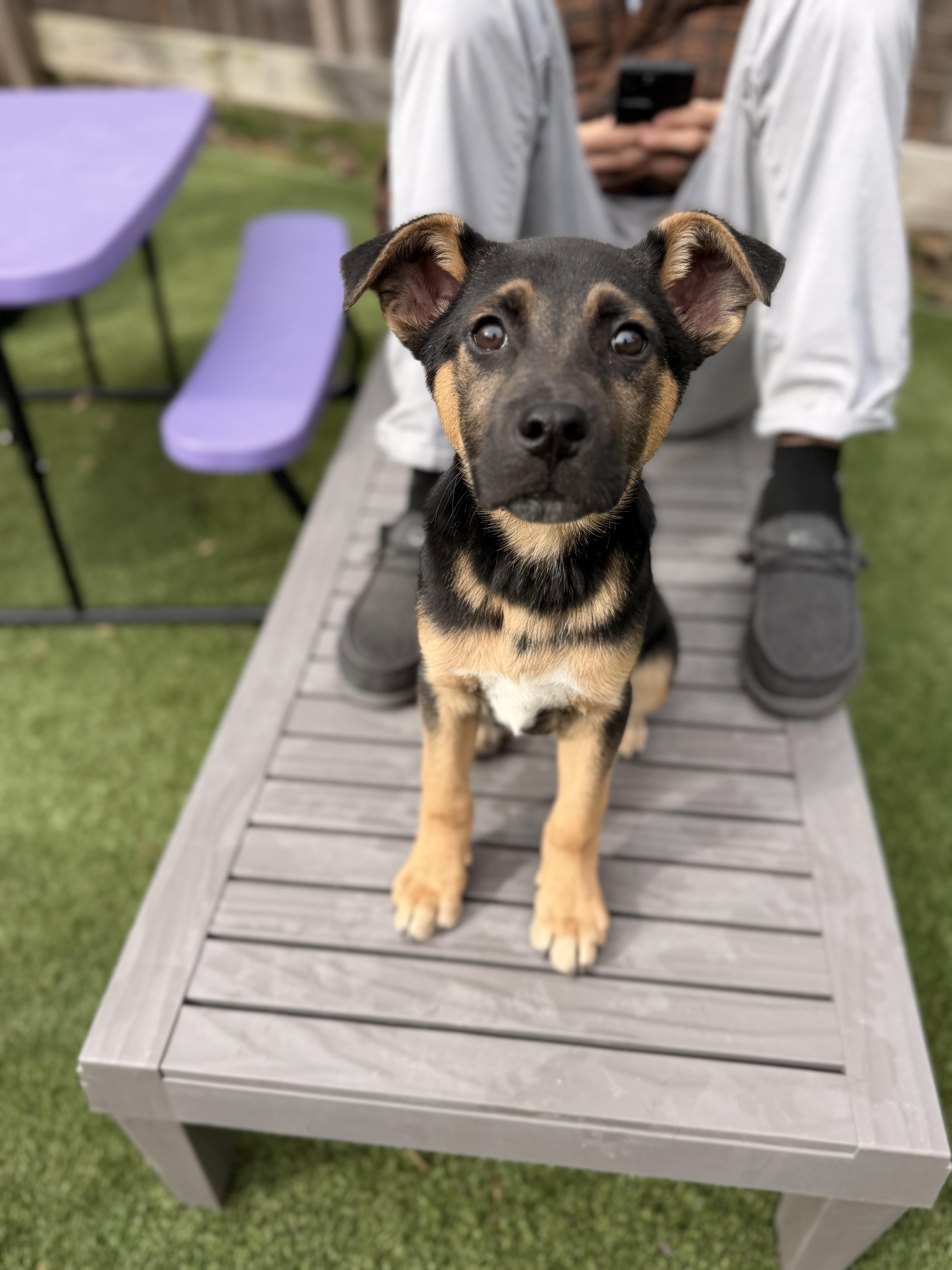 Jimmy - Adoptable Pet | Petfinder | Petfinder