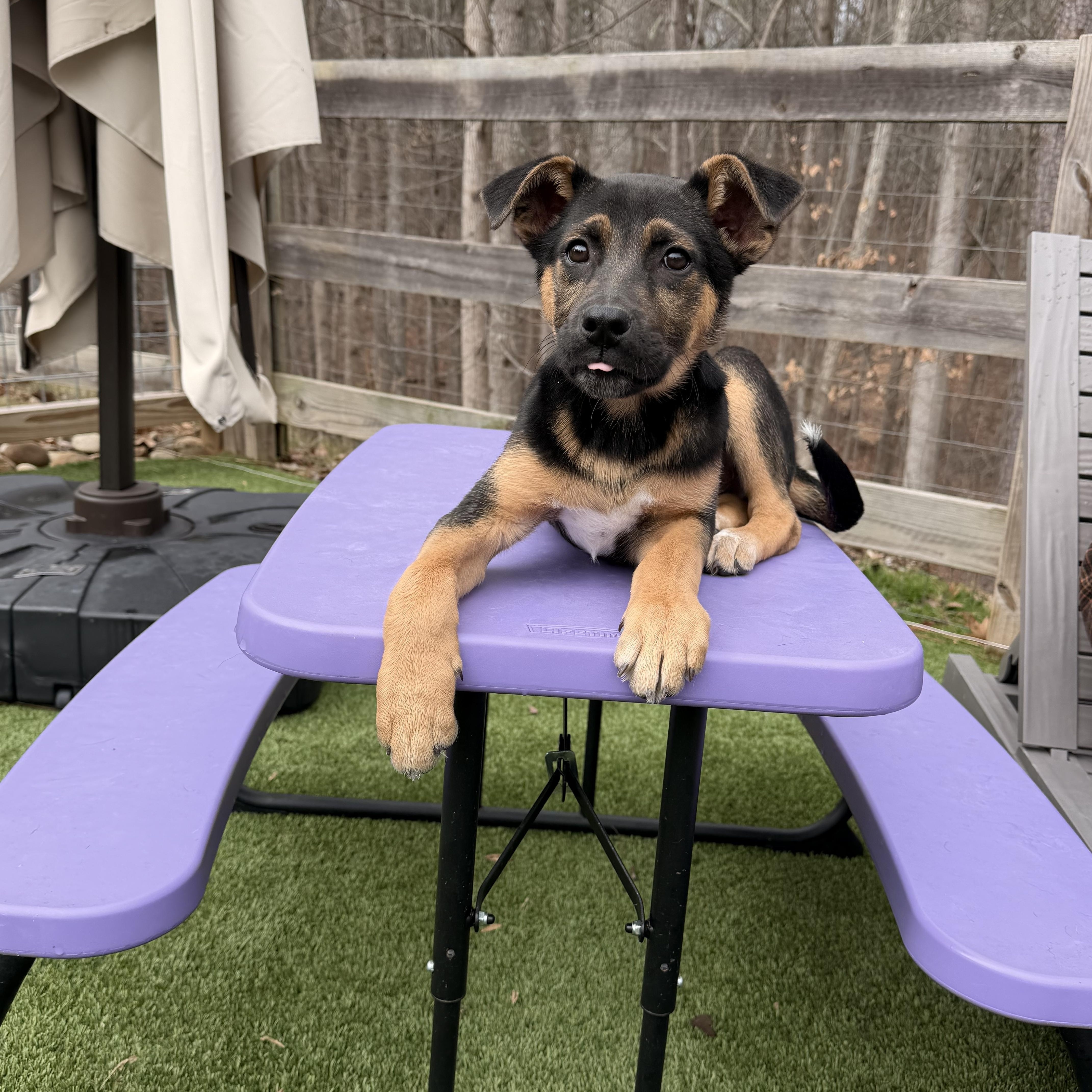 Jimmy - Adoptable Pet | Petfinder | Petfinder