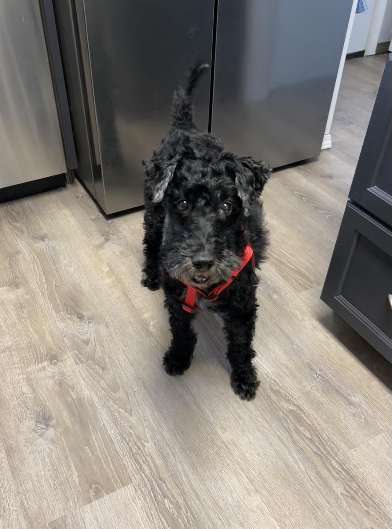 Dog for adoption - Tara, a Kerry Blue Terrier in Mcloud, OK | Petfinder