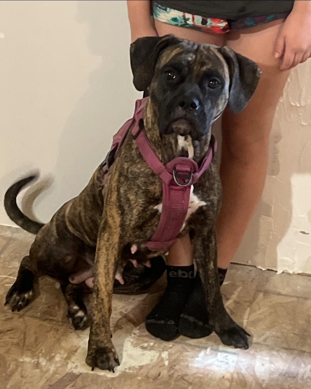 Dog for adoption - Hazel, a Boxer in Cedar Rapids, IA | Petfinder