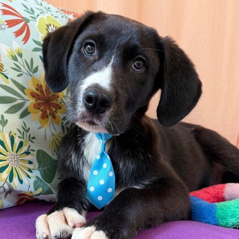 Dog for adoption - Iceman Top Gun, a Labrador Retriever & Pit Bull ...