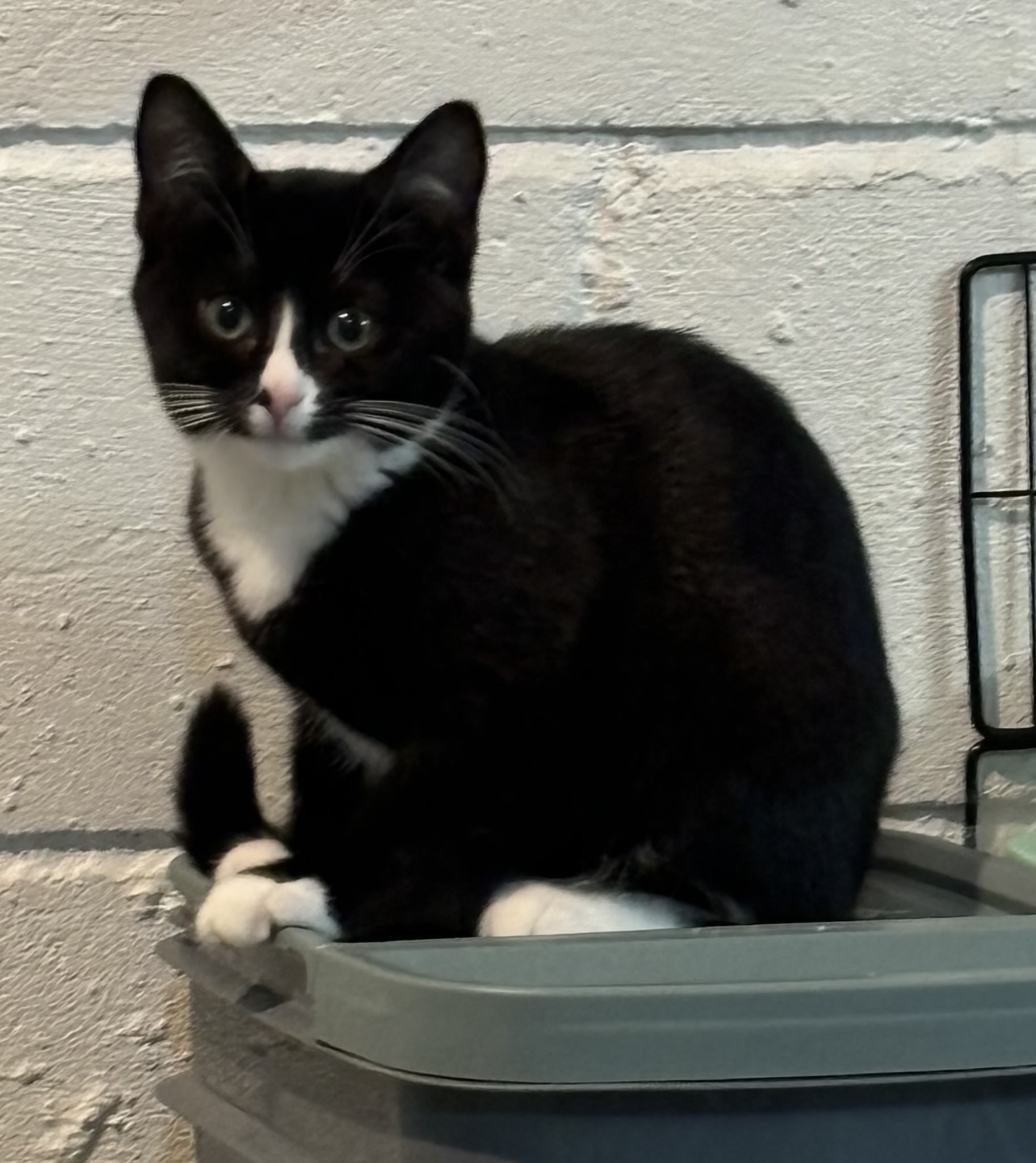 Cat for adoption - Oreo, a Domestic Short Hair in Proctor, MN | Petfinder