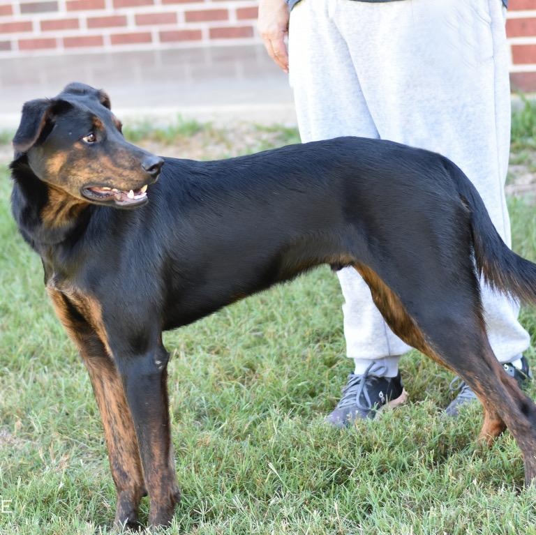 Dog for adoption - Blaze, a Shepherd & Chocolate Labrador Retriever Mix ...