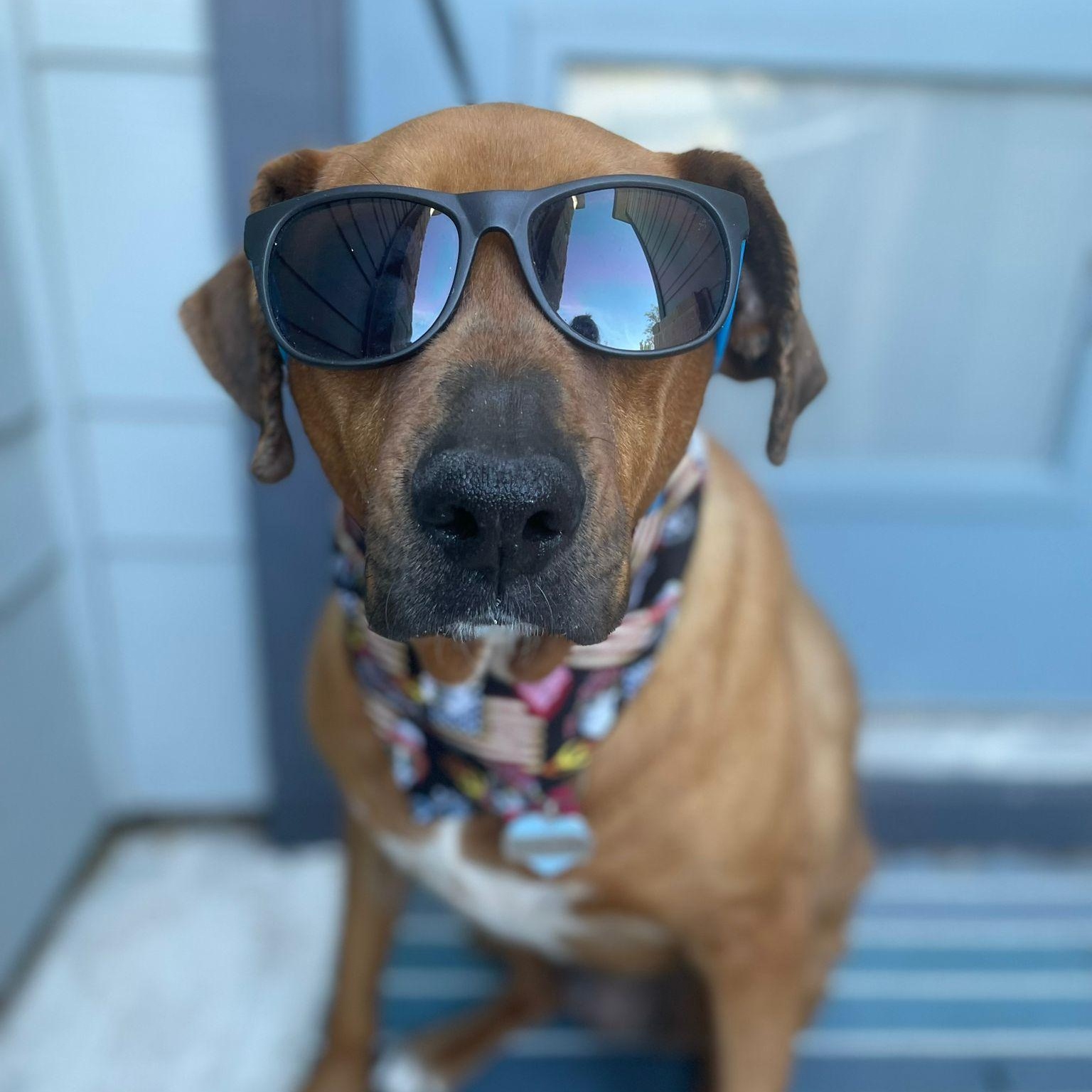 Dog for adoption - Rocco, a Rhodesian Ridgeback Mix in Wytheville , VA ...