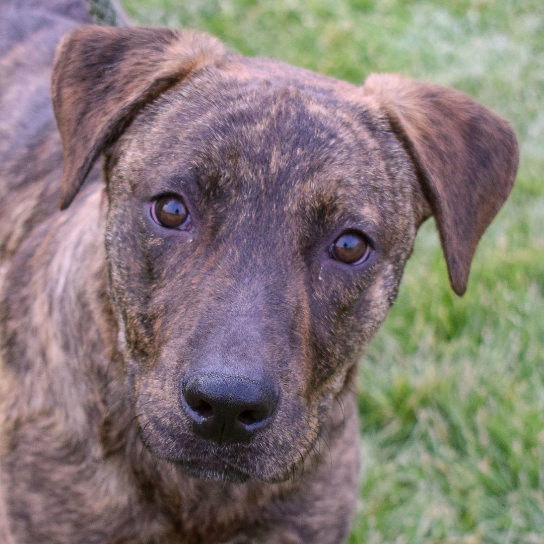 Dog for adoption - Dax, a Labrador Retriever & Plott Hound Mix in ...