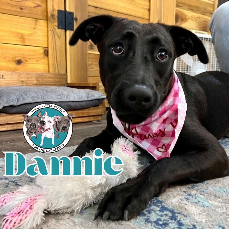Dog for adoption - Dannie Lover girl, a Black Labrador Retriever & Pit ...