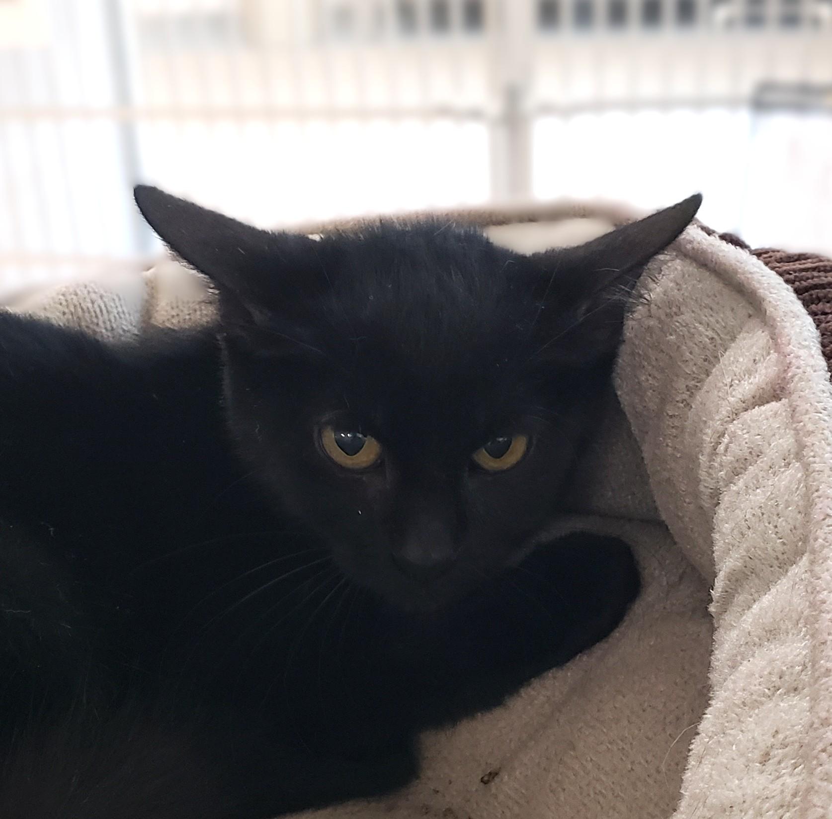 Cat for adoption - Agatha, a Domestic Short Hair Mix in Slidell, LA ...