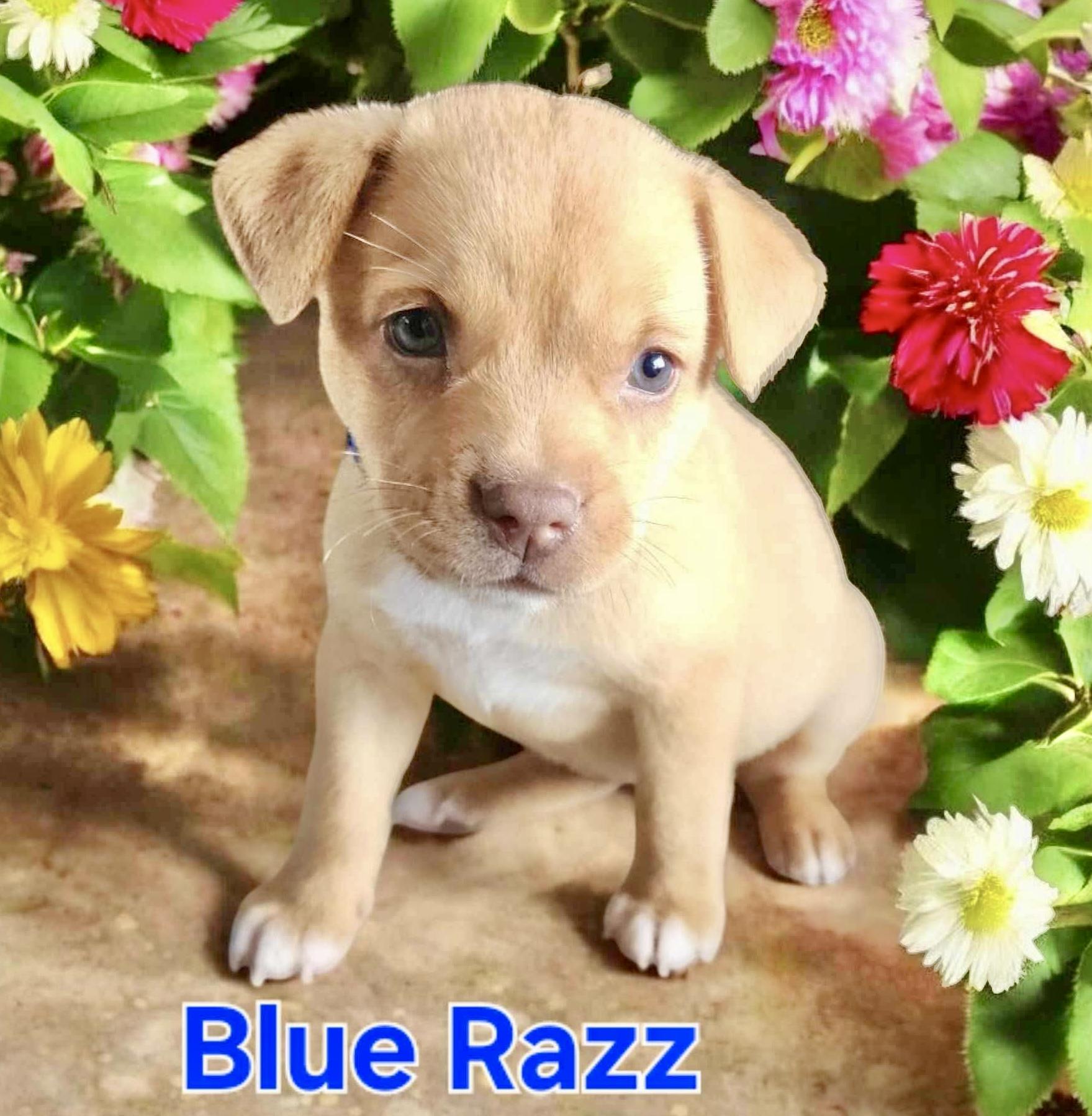 Defenders of Animal Rights in Phoenix, MD