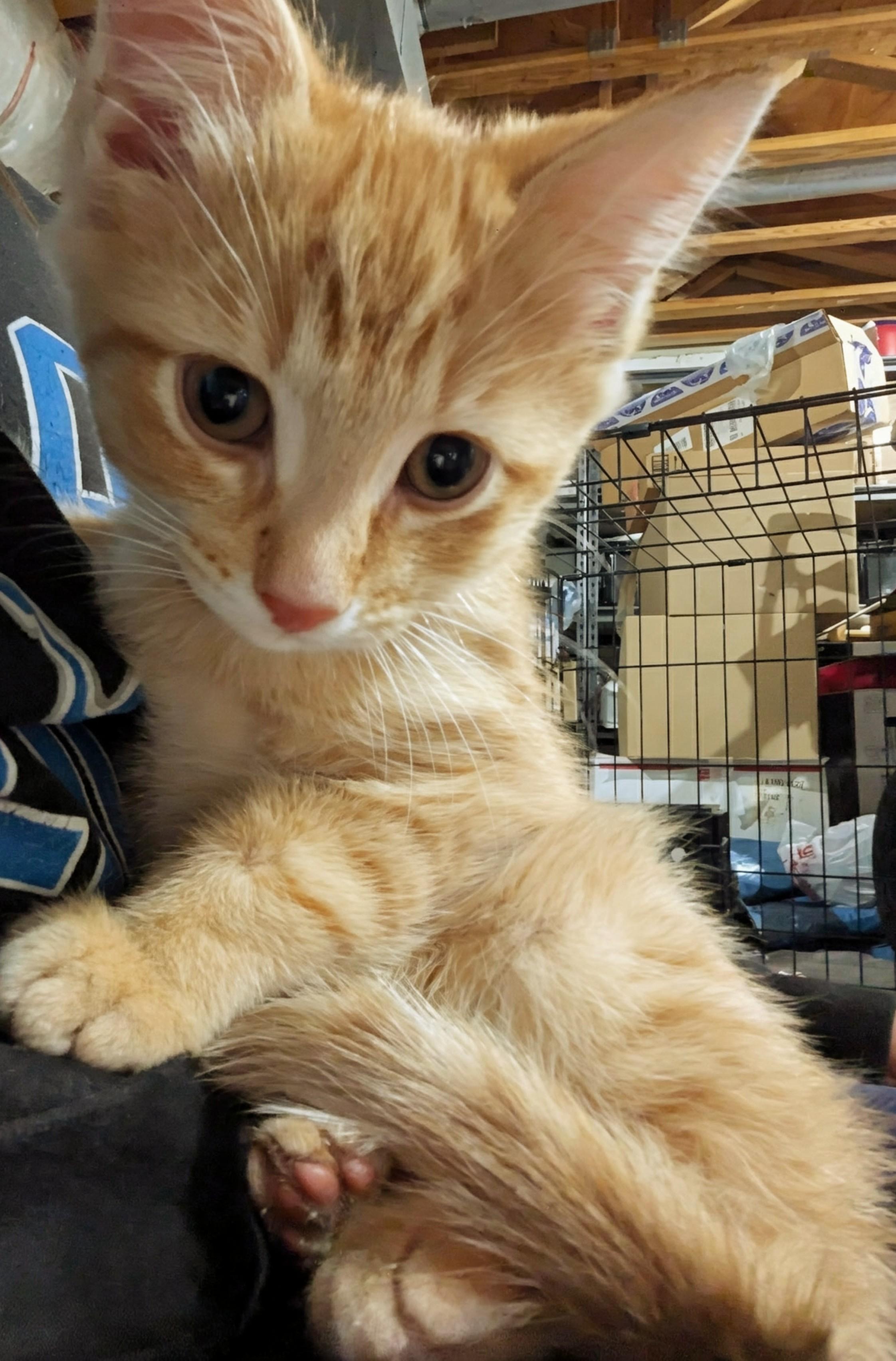 Cat for adoption - Wrigley MR 0725, a Domestic Short Hair in West ...