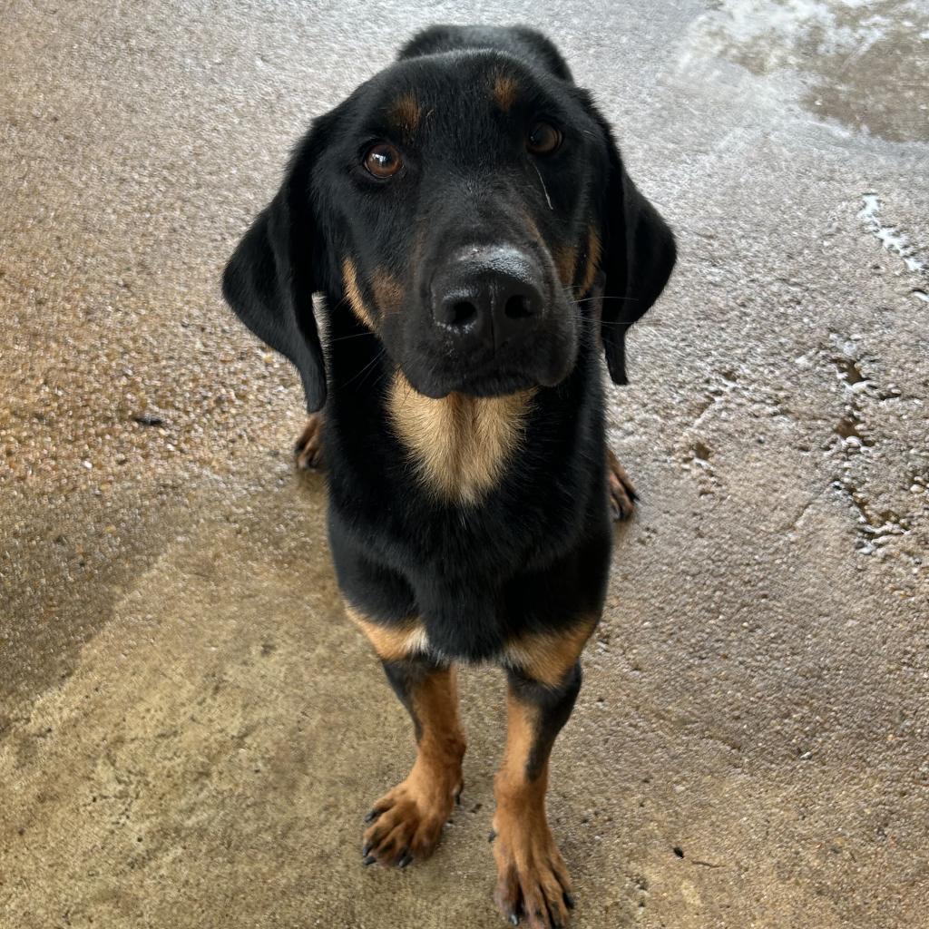 Dog for adoption - Braxton the Bold, a Black and Tan Coonhound Mix in ...