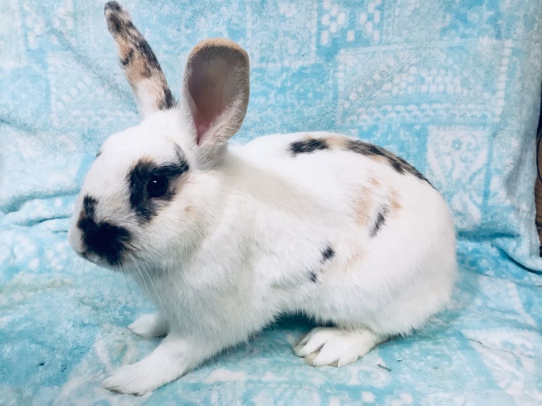 Rabbit for adoption - Ezekiel, a Rhinelander in Lake Elsinore, CA ...