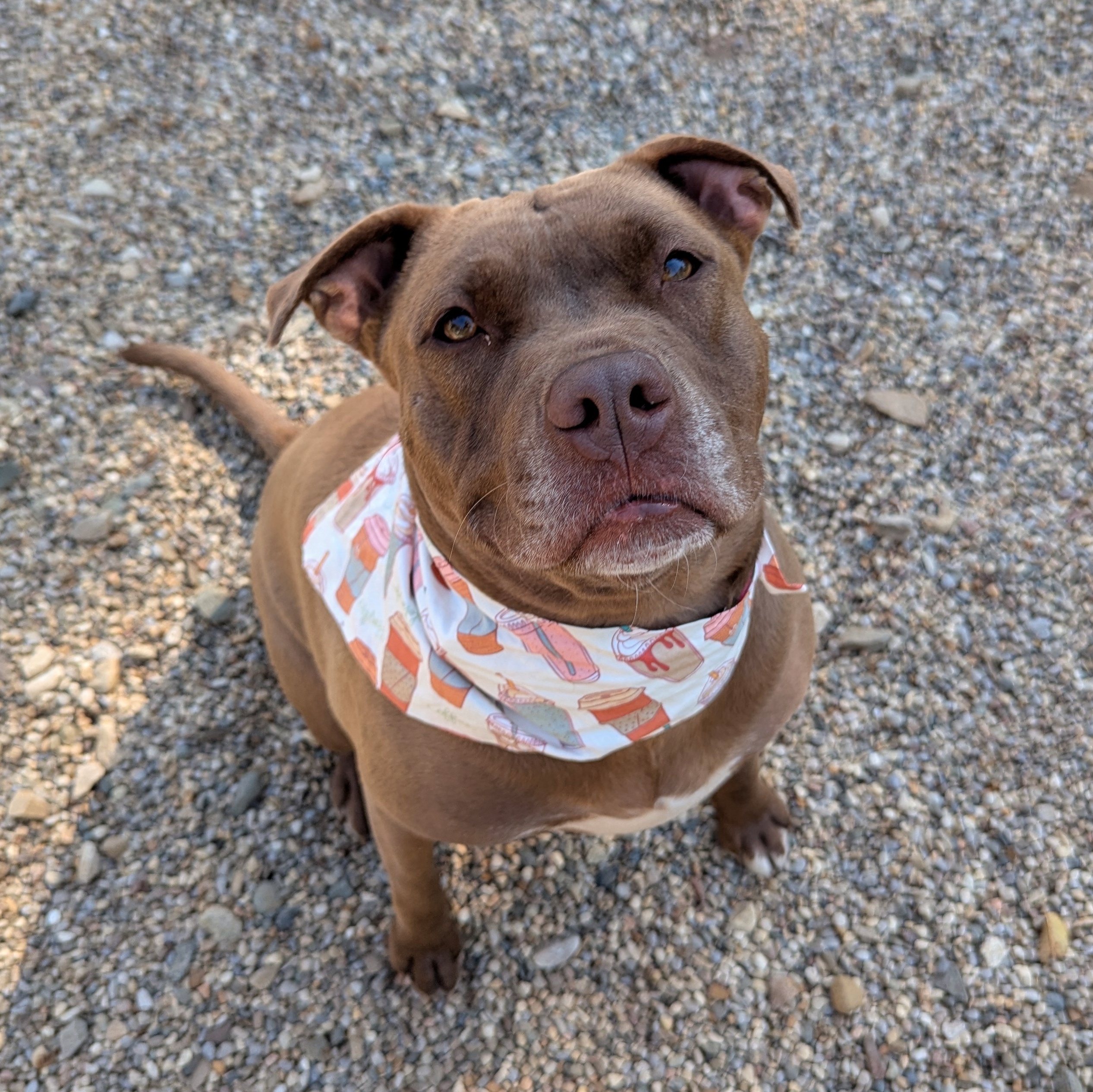 Home Page | Animal Rescue Project