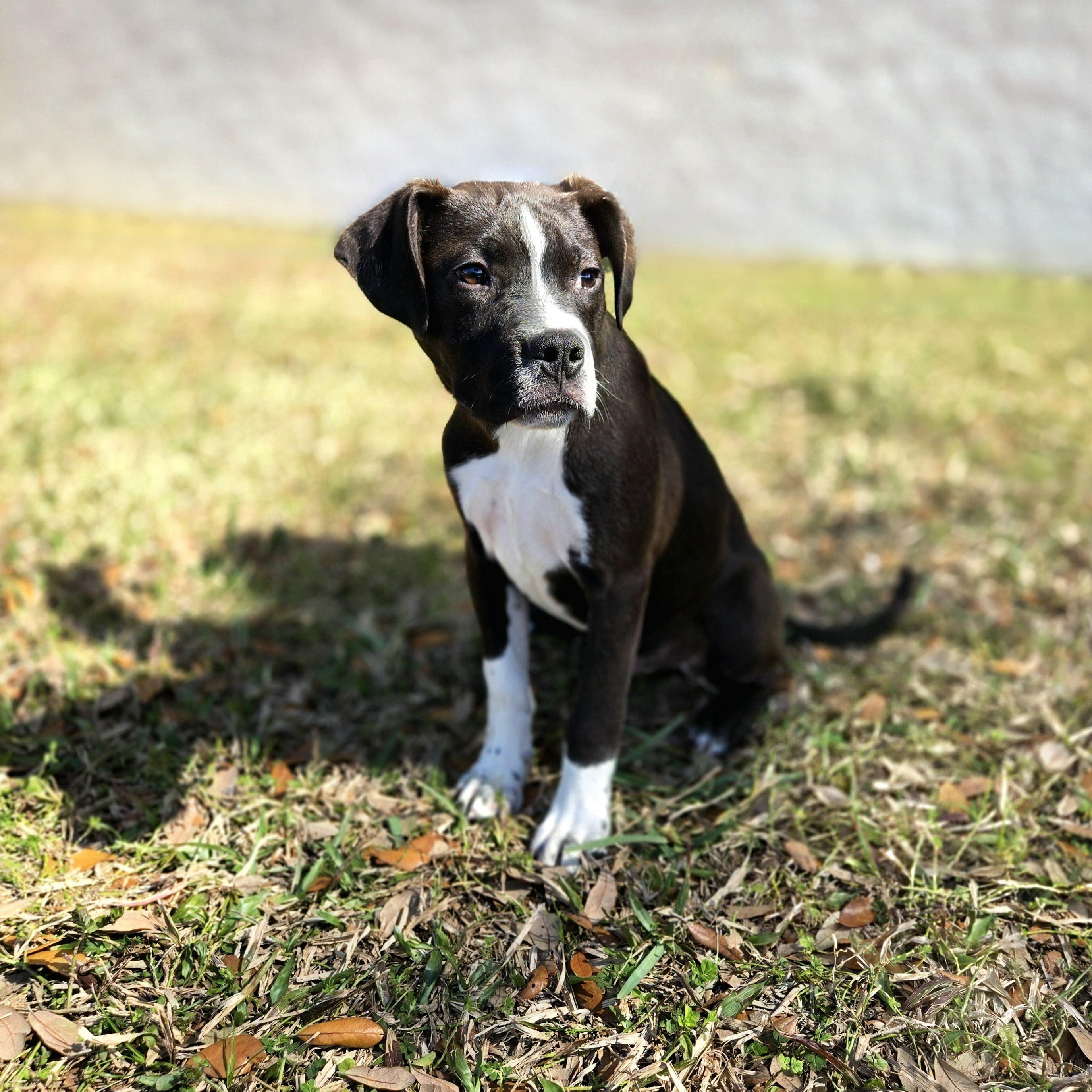 Dog for adoption - Taco, a Black Labrador Retriever & Boxer Mix in ...