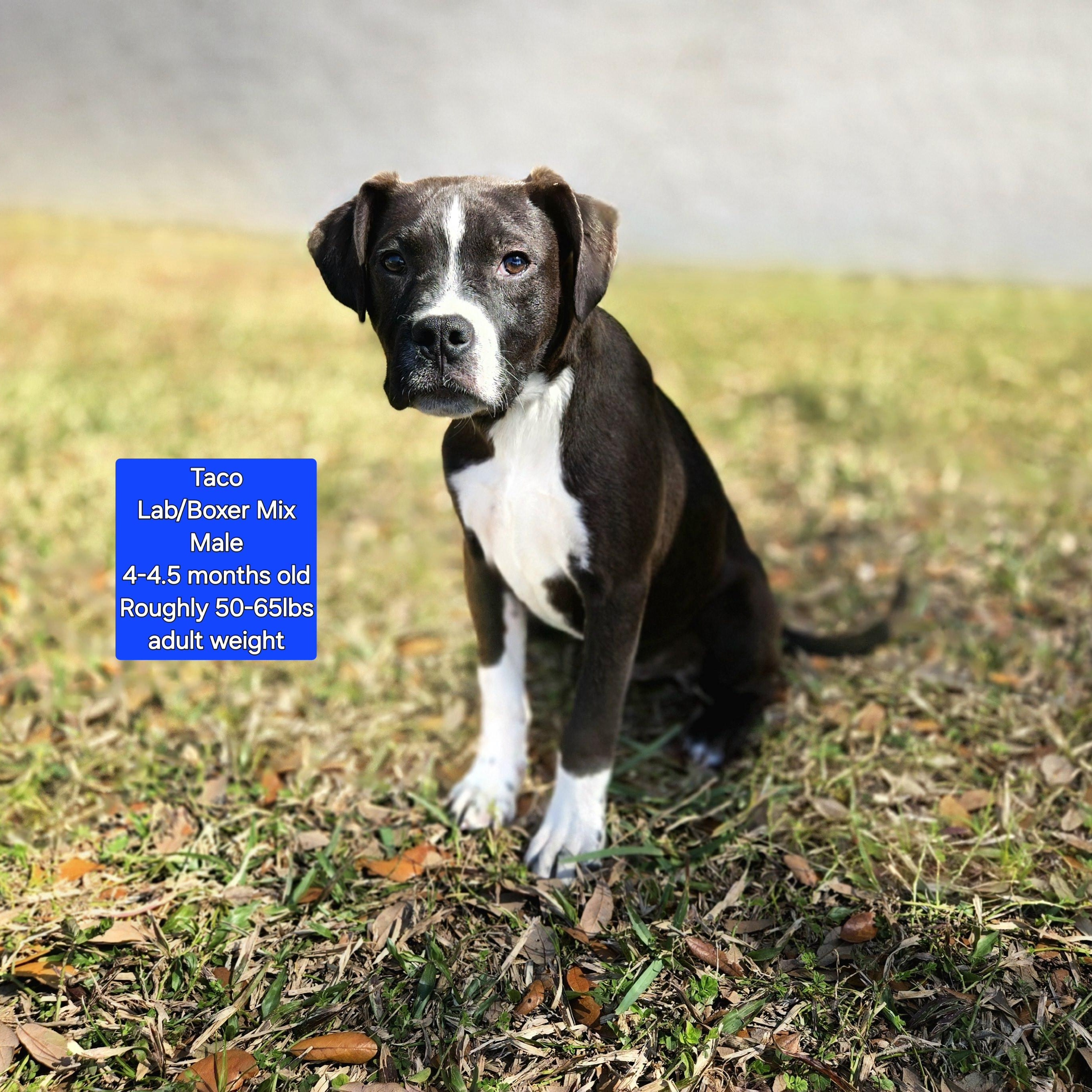 Dog for adoption - Taco, a Black Labrador Retriever & Boxer Mix in Oviedo, FL | Petfinder