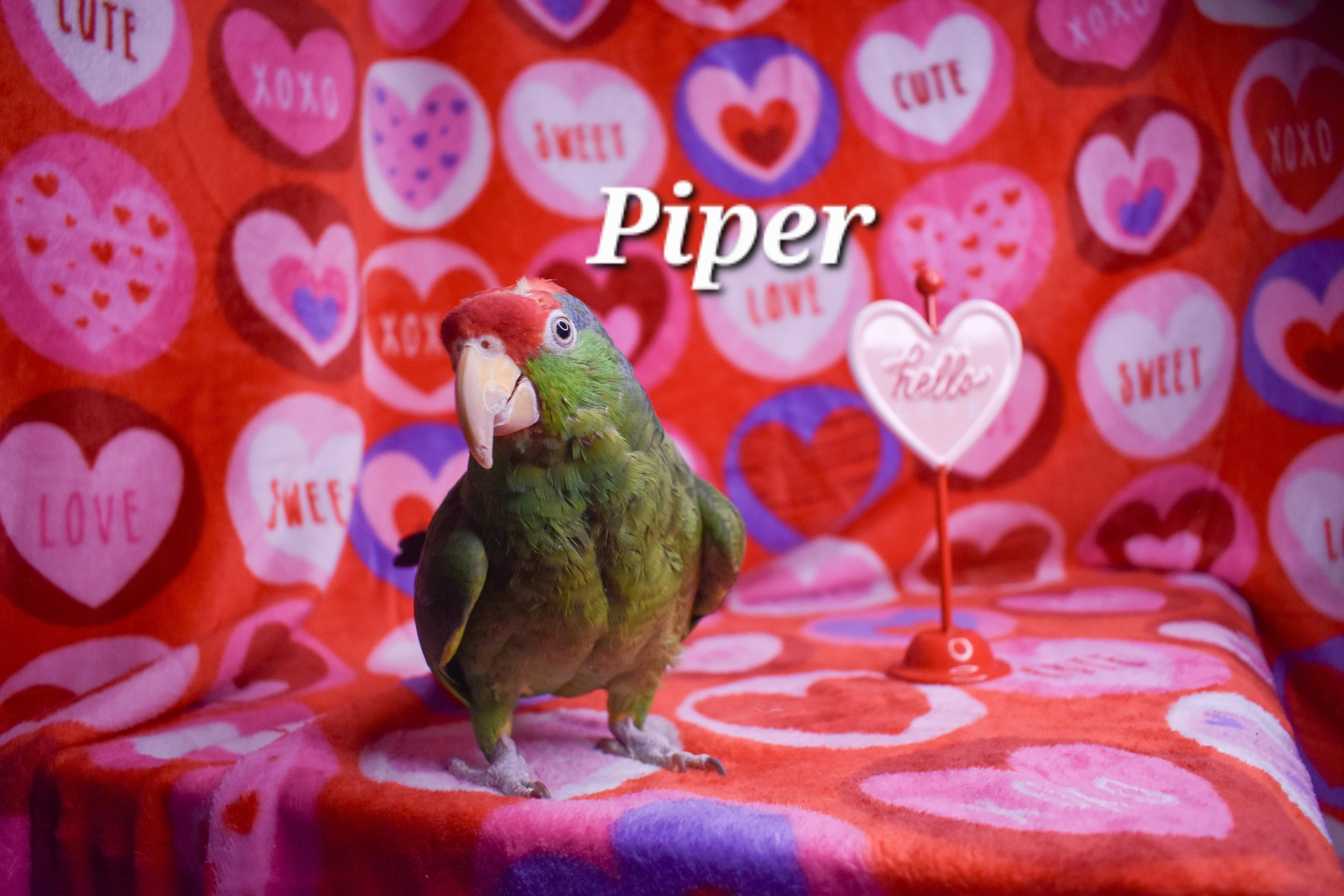 Parrot for adoption - Piper, an Amazon in Waukesha, WI | Petfinder