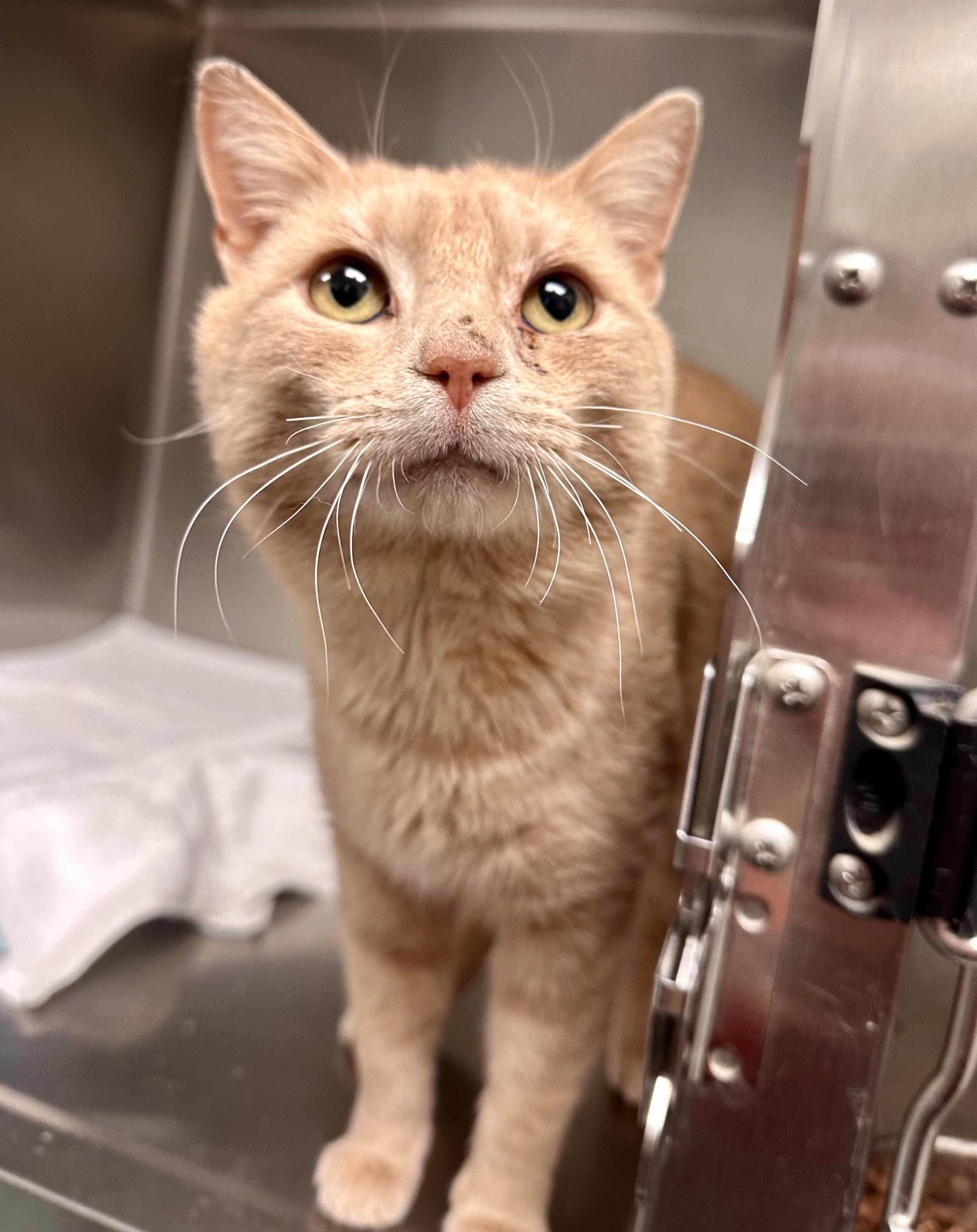 Cat for adoption - Manny at Petsense, a Domestic Short Hair in Amherst ...
