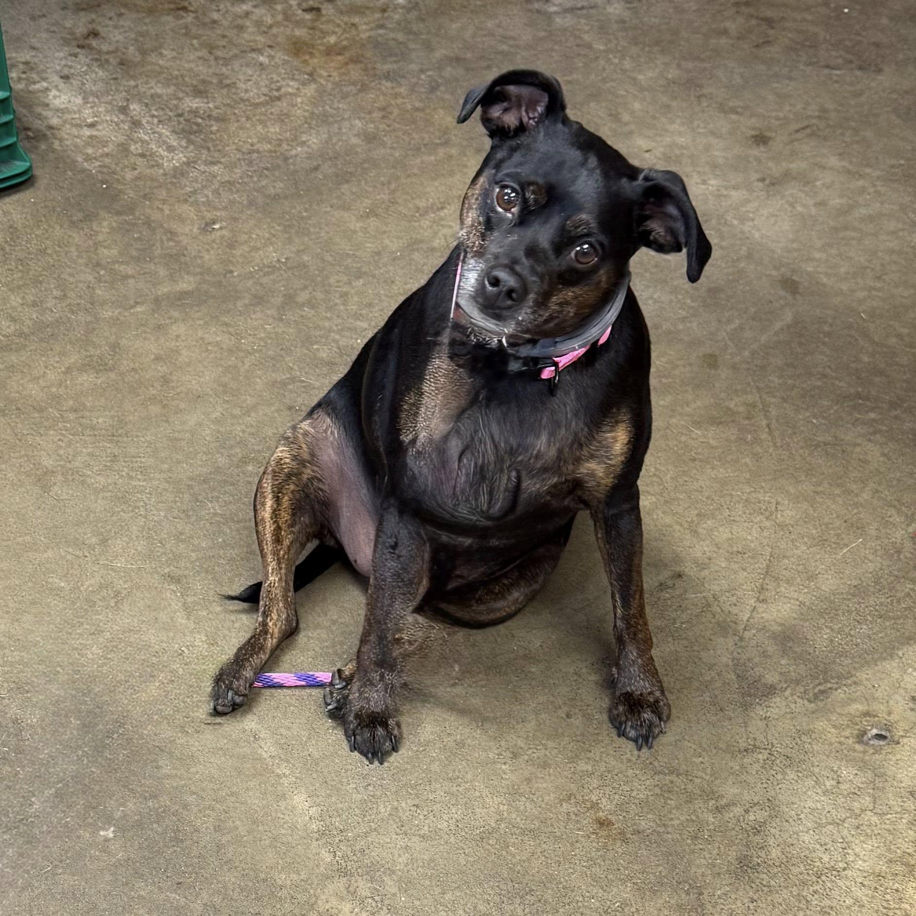 Dog for adoption - DEBBIE SUE, a Terrier Mix in Cadiz, OH | Petfinder