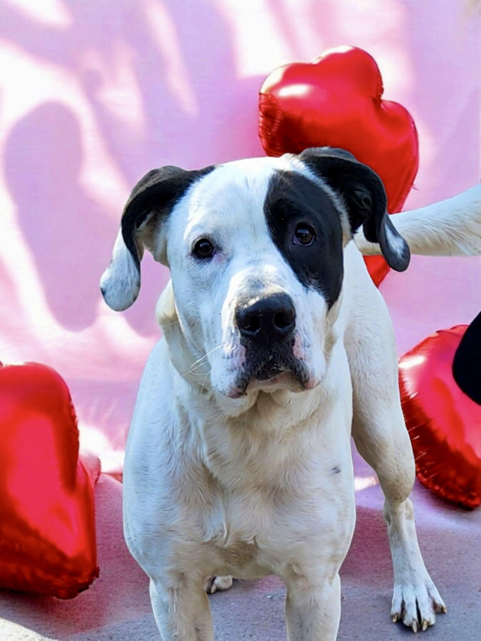 Dog for adoption - Petey, an English Pointer Mix in Horn Lake, MS ...