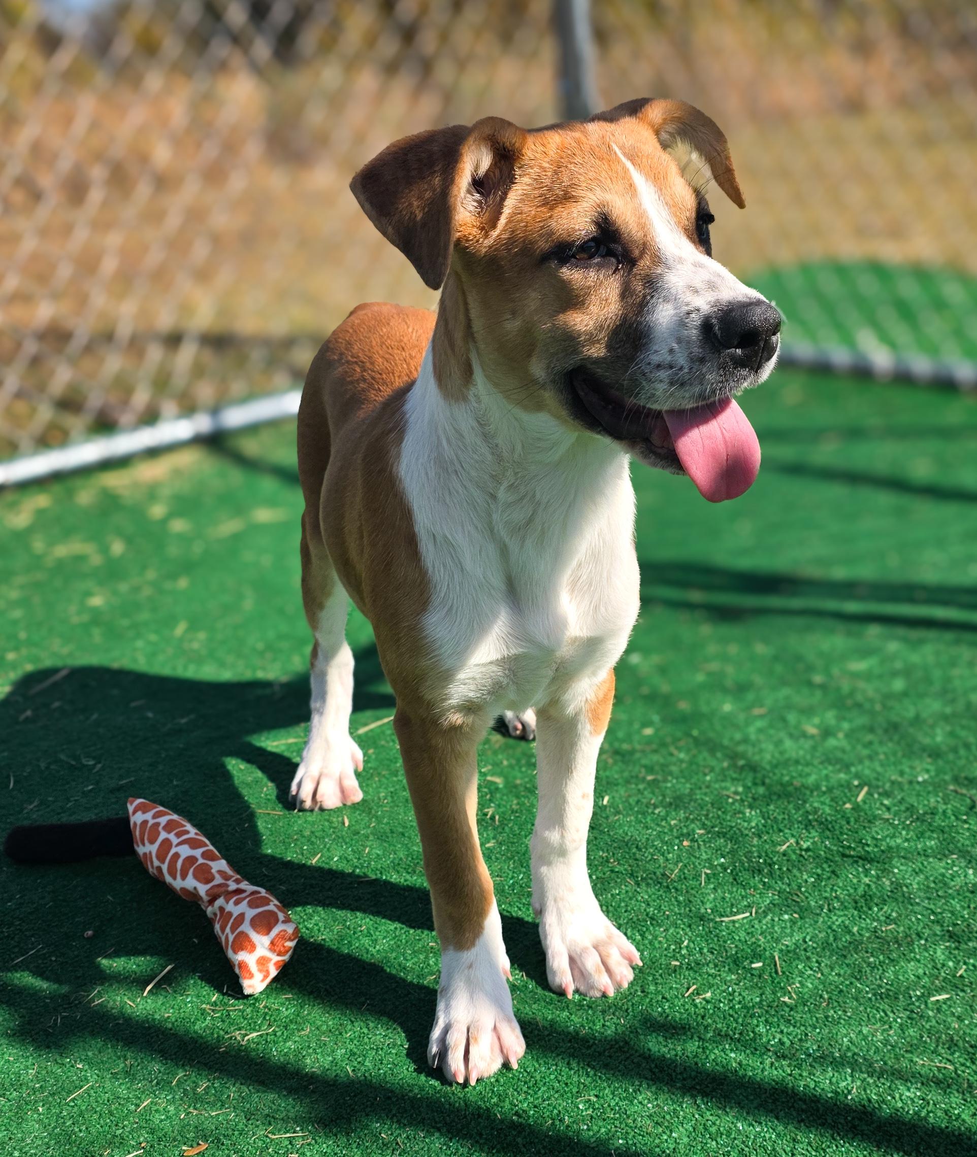 Dog for adoption - Sabrina, a Labrador Retriever Mix in Ann Arbor, MI ...