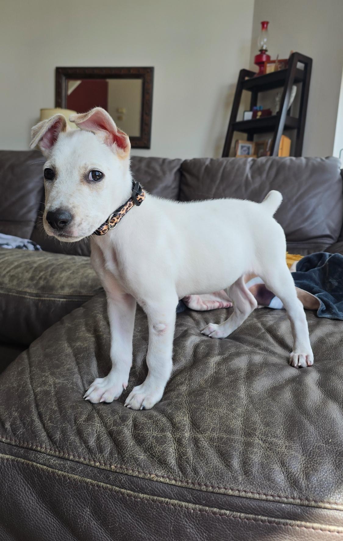 Dog for adoption - Han Solo, a Mixed Breed in Hershey, PA | Petfinder