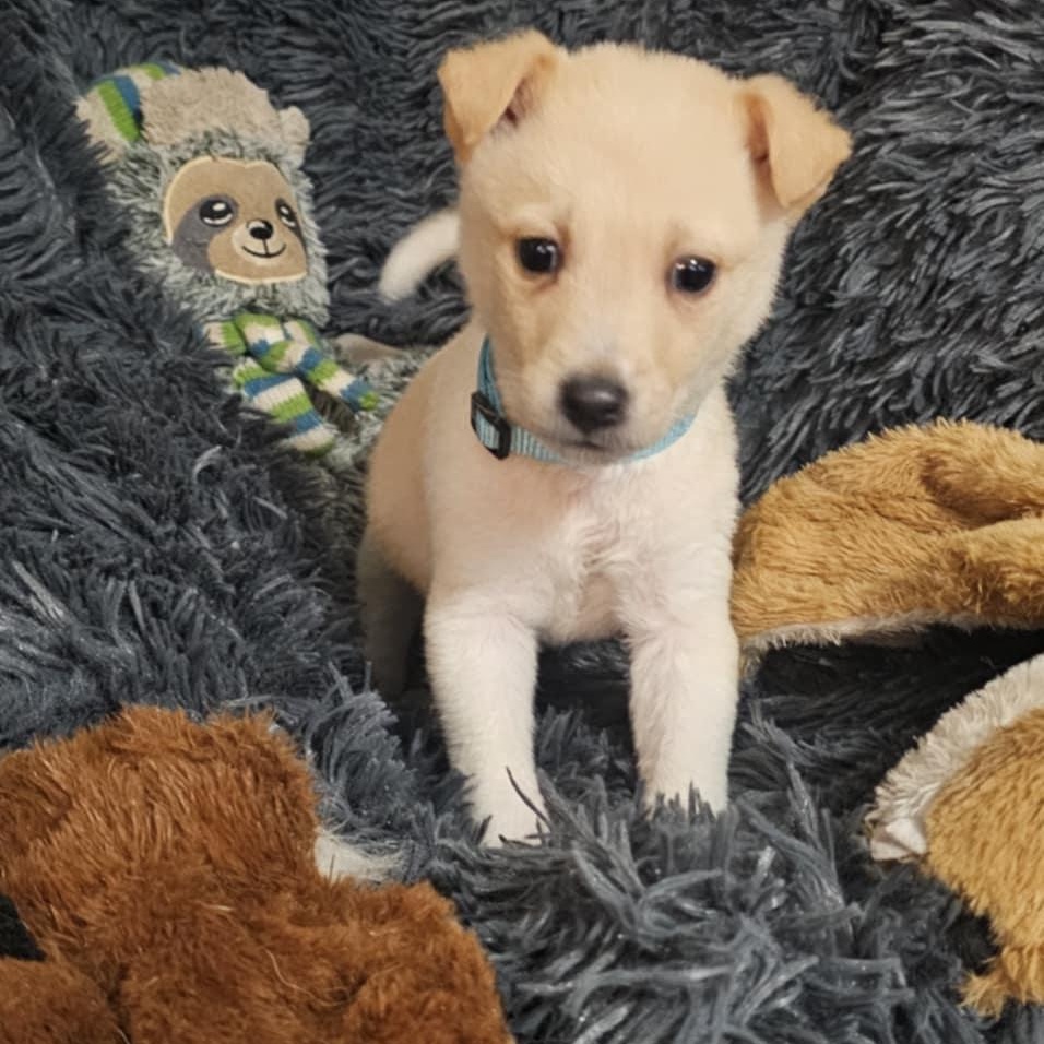 Dog for adoption - Oliver Twist, a Chihuahua Mix in Rye, NY | Petfinder