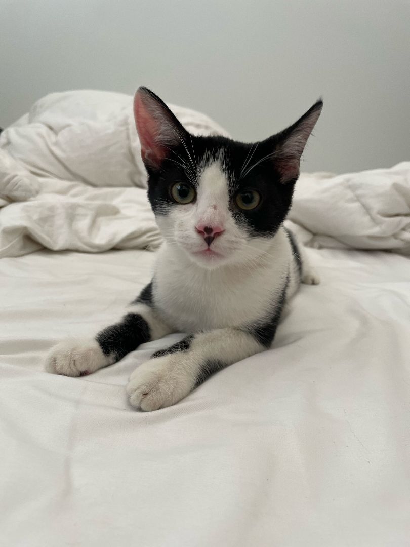 Cat for adoption - maximillian, an Extra-Toes Cat / Hemingway ...