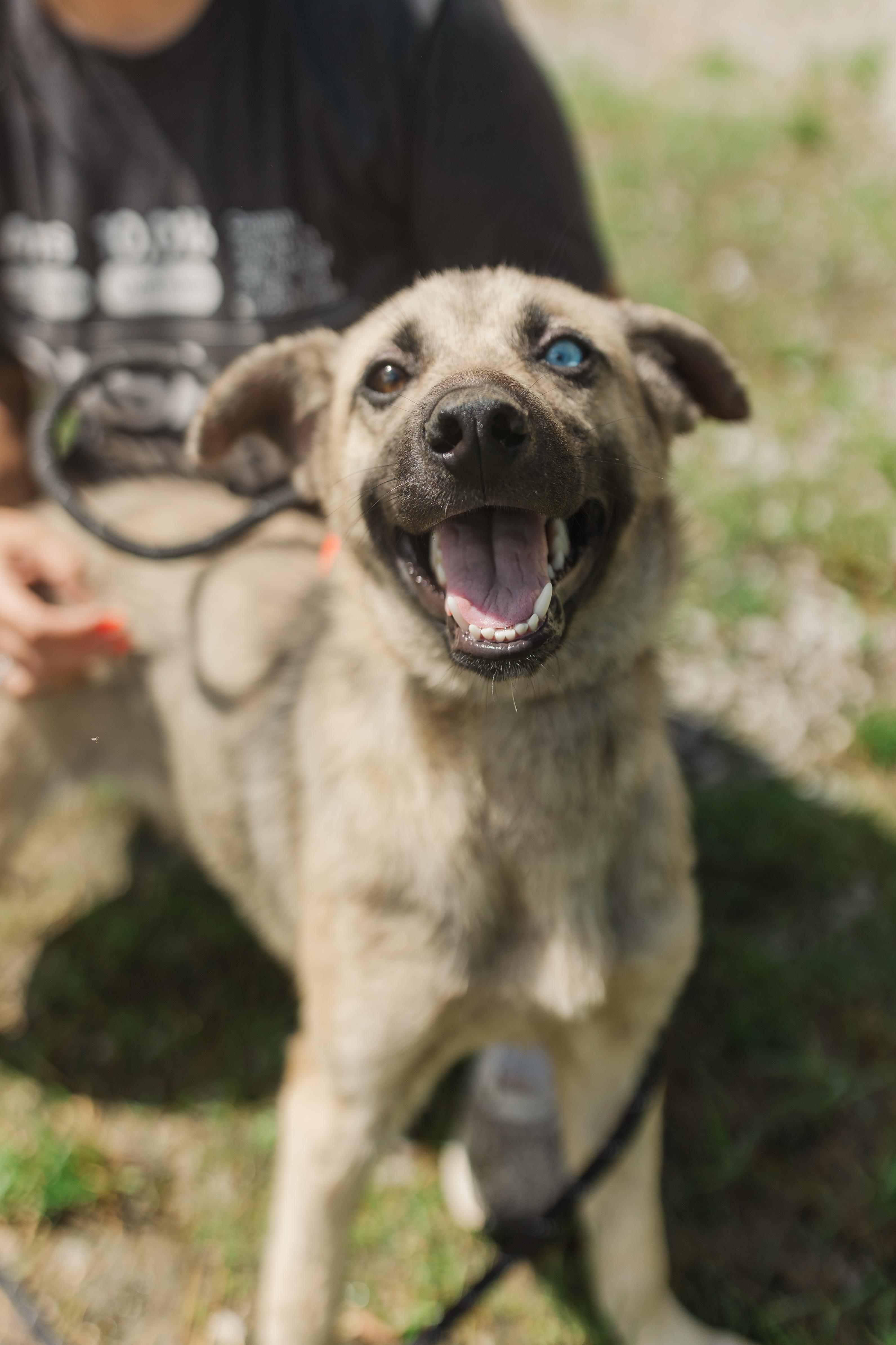 Dog for adoption - Ayla, a Mixed Breed in Manchester, TN | Petfinder