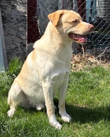 Dog for adoption - Sammy, a Labrador Retriever & Husky Mix in Pasco, WA ...