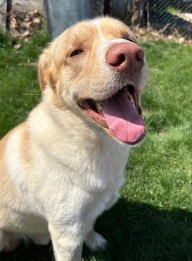 Dog for adoption - Sammy, a Labrador Retriever & Husky Mix in Pasco, WA ...