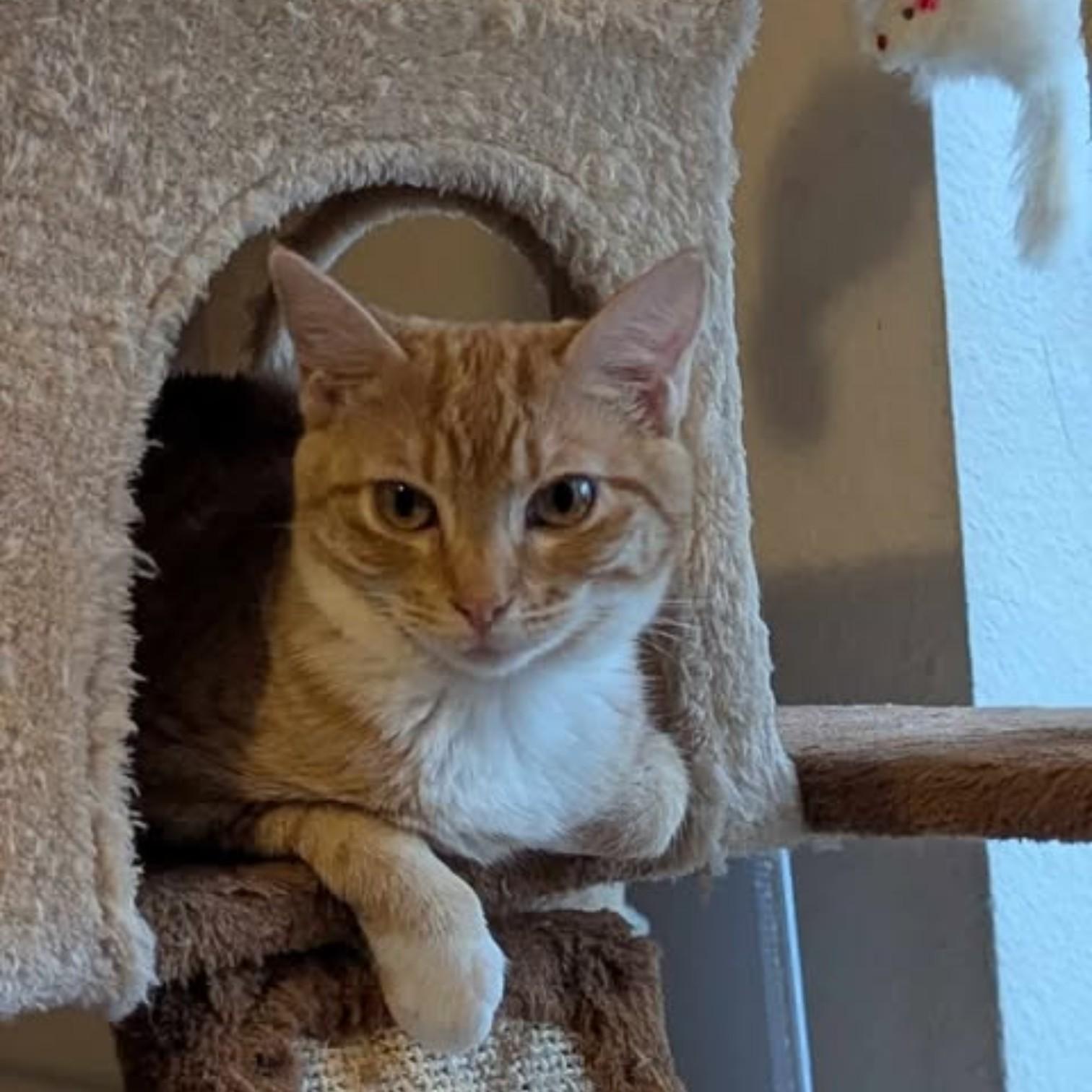 Cat for adoption - Polly & Piper, a Domestic Short Hair in Latham , NY ...