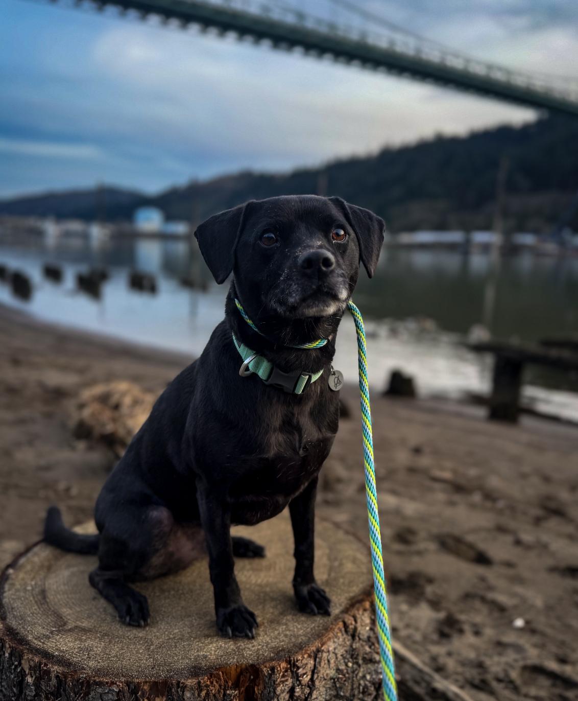 Dog for adoption - Scout, a Black Labrador Retriever in Toledo, WA ...