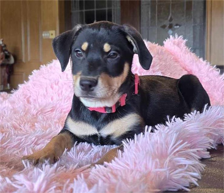 Dog for adoption - Whitney, a Beauceron & Labrador Retriever Mix in ...