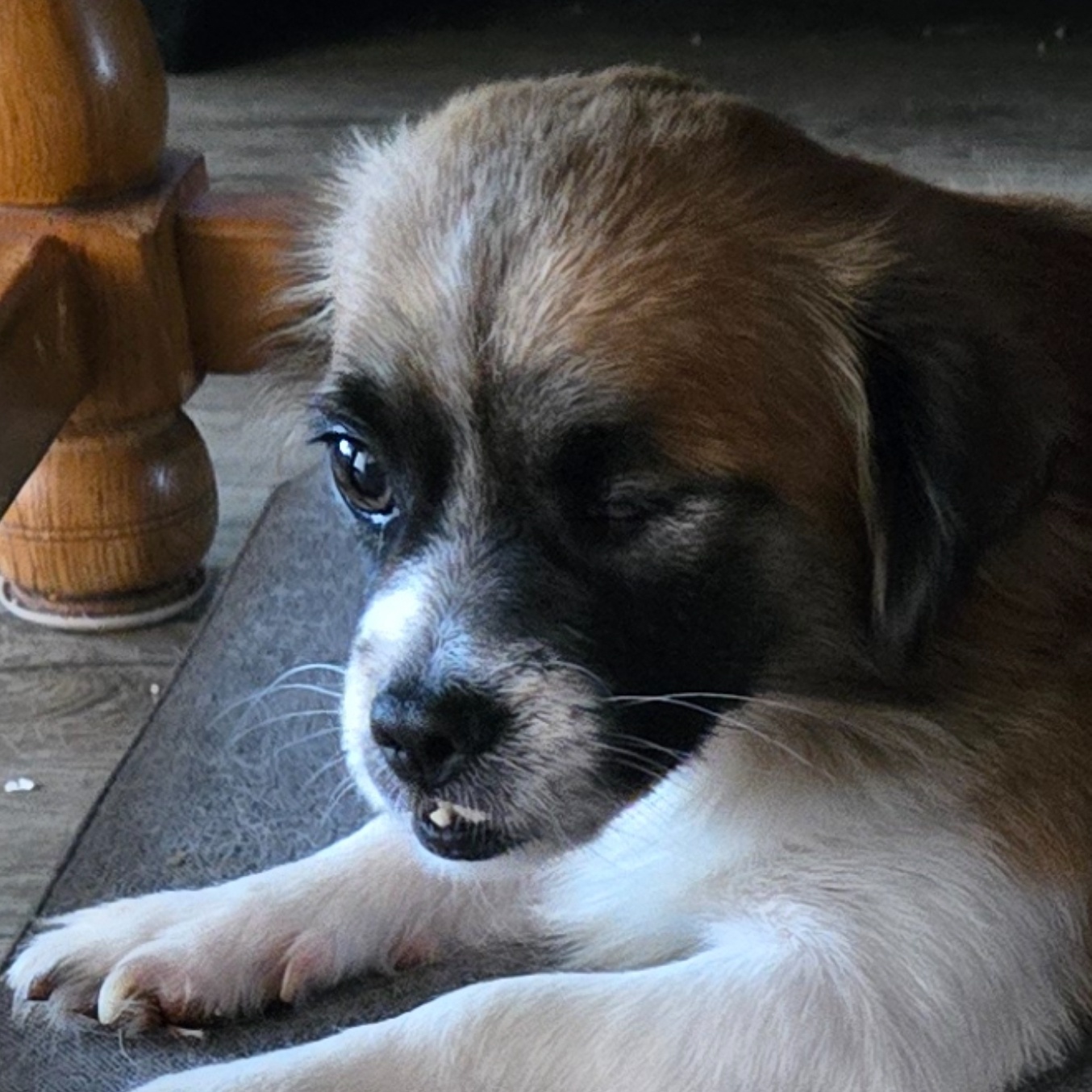 Dog for adoption - Buck Dibble, a Cavalier King Charles Spaniel & Shih ...