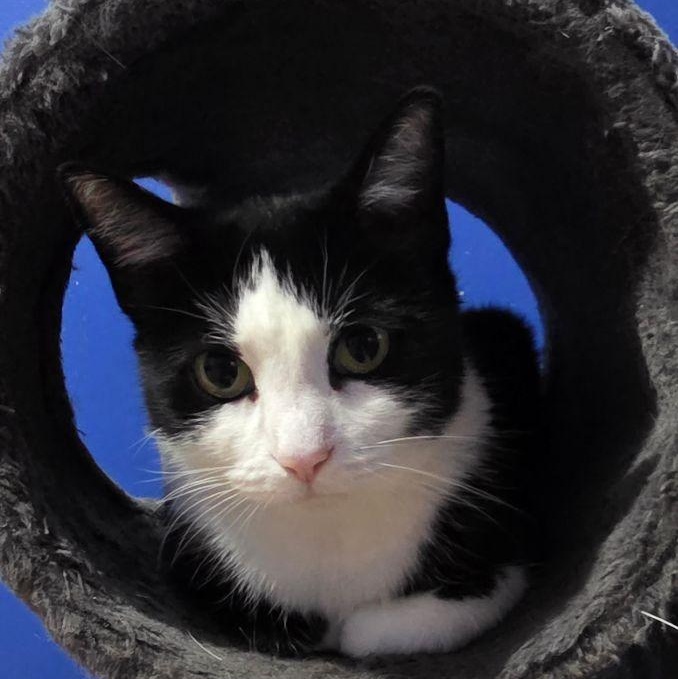 Tinker - Adoptable Pet | Petfinder | Petfinder