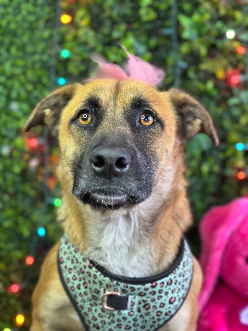 Dog for adoption - Aurora, a Belgian Shepherd / Malinois & Corgi Mix in ...