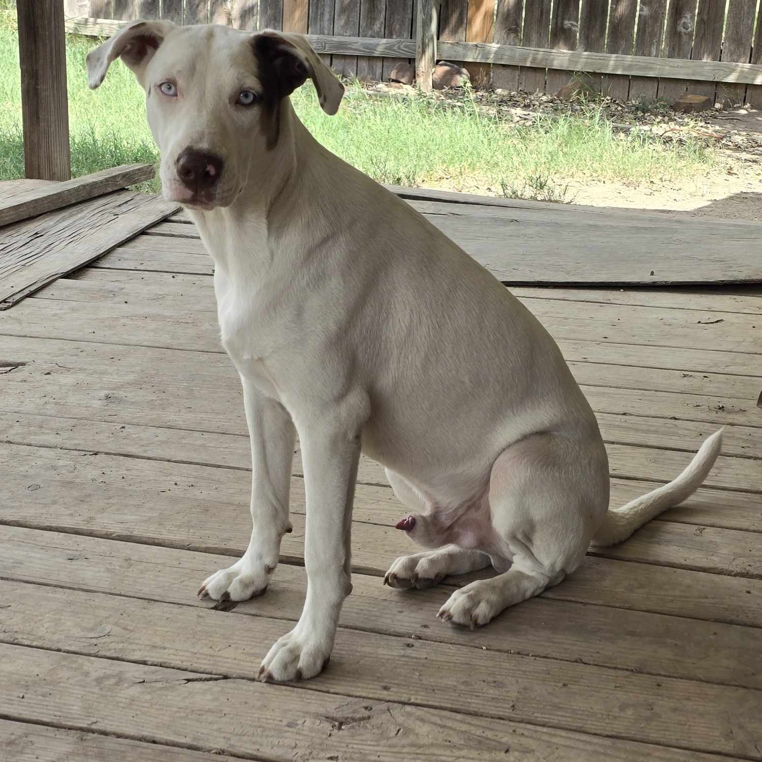 Dog for adoption - Heath, a Catahoula Leopard Dog & Whippet Mix in ...