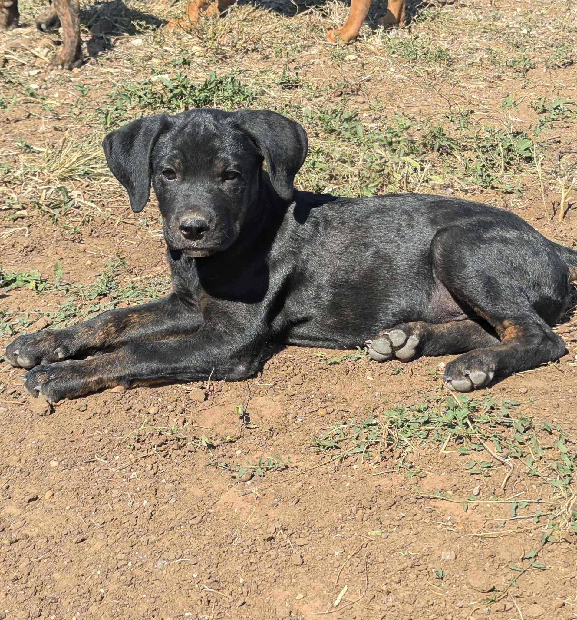Dog for adoption - Whiskers, a Rottweiler & Labrador Retriever Mix in ...