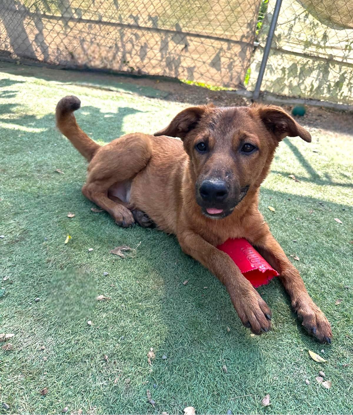 Dog for adoption - Terrón, a Mixed Breed in Portland, OR | Petfinder