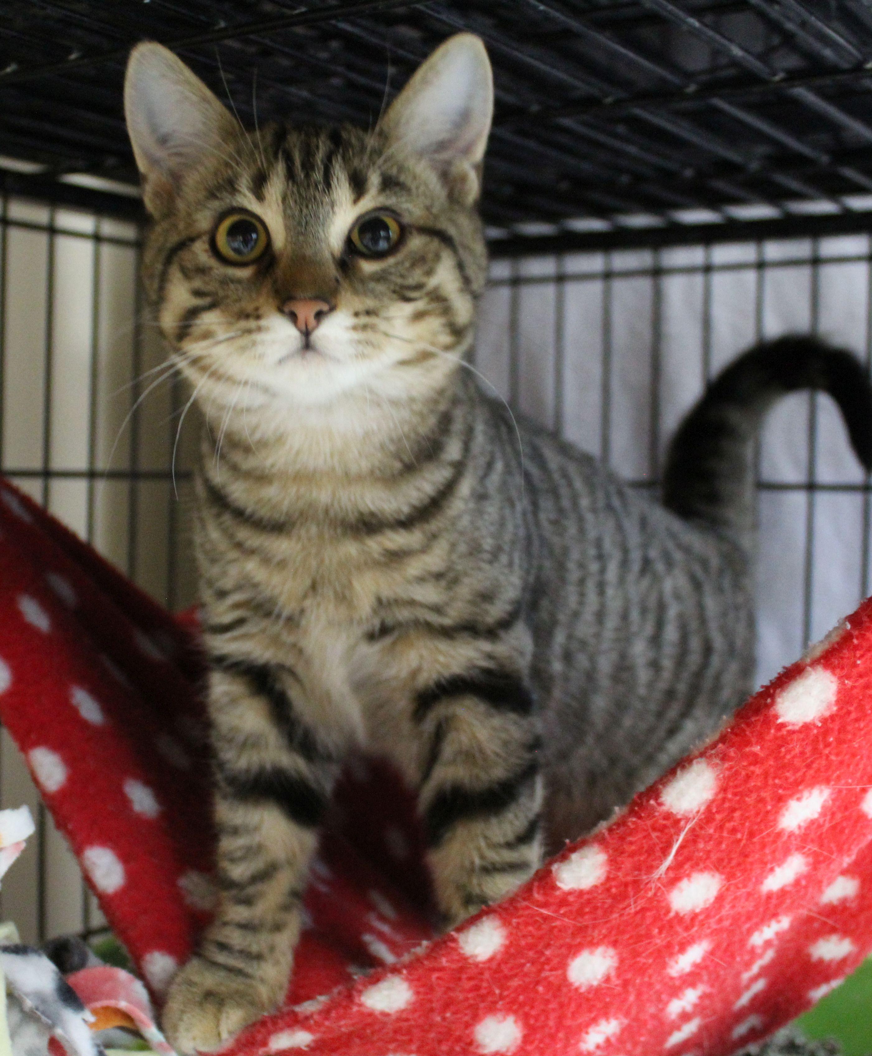 Cat for adoption - Halloween, a Tiger in Portage, WI | Petfinder