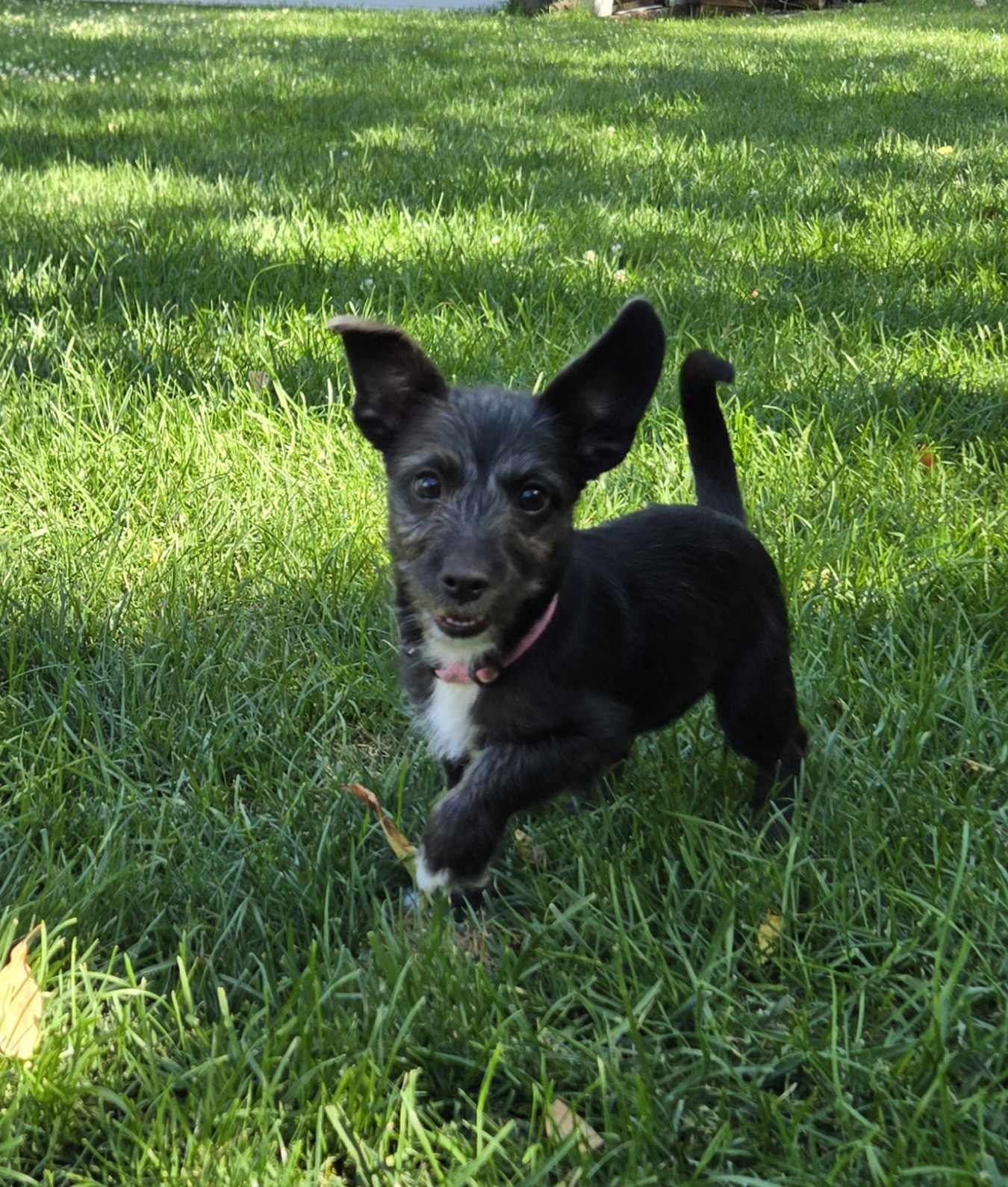 Dog for adoption - Bluey/Rizzo, a Cattle Dog & Terrier Mix in Ozone ...
