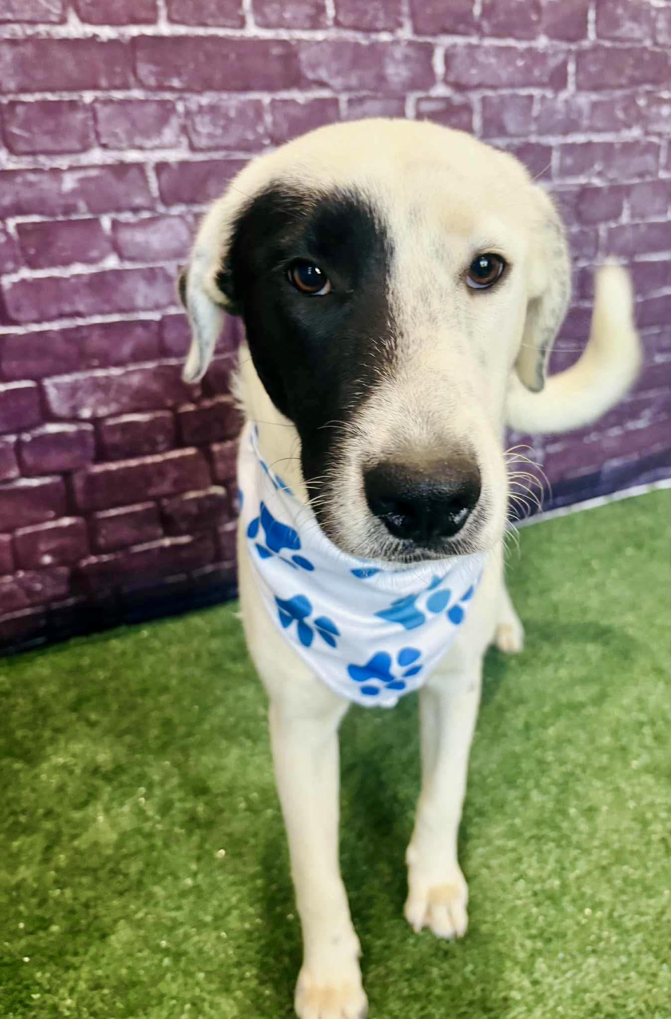 Dog for adoption - Snoopy, a Pointer & Labrador Retriever Mix in ...