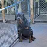 Dog for adoption - Tank, a Rottweiler Mix in Portsmouth, OH | Petfinder