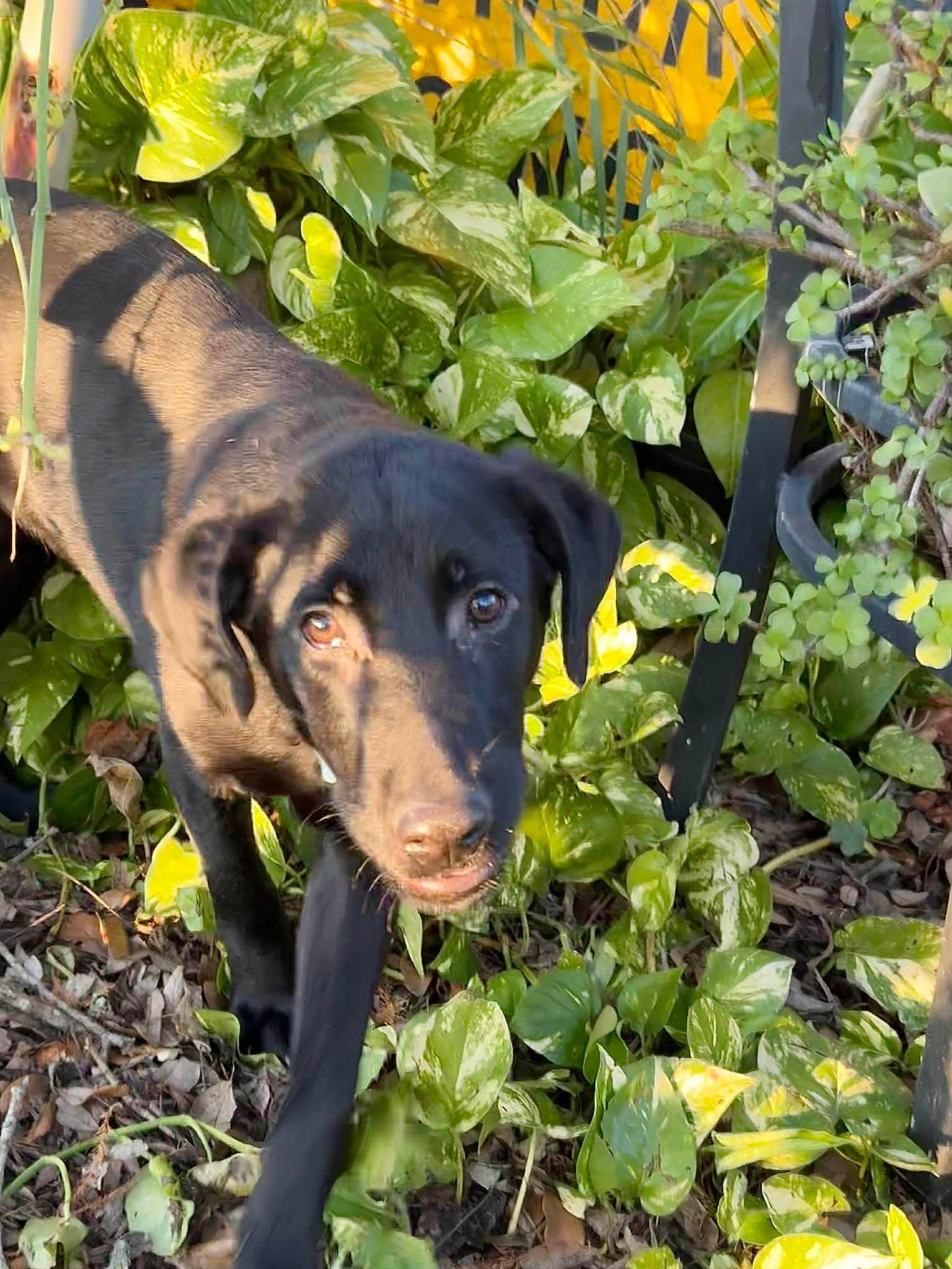 Ike #12 - Adoptable Pet | Petfinder | Petfinder