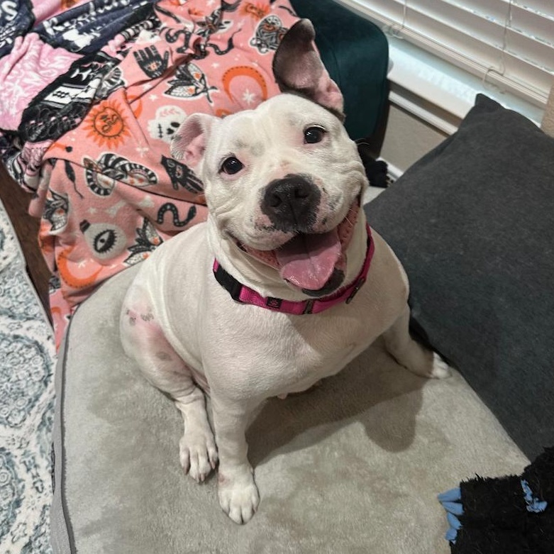Dog for adoption - Pot Belly, a Bulldog & American Bully Mix in ...