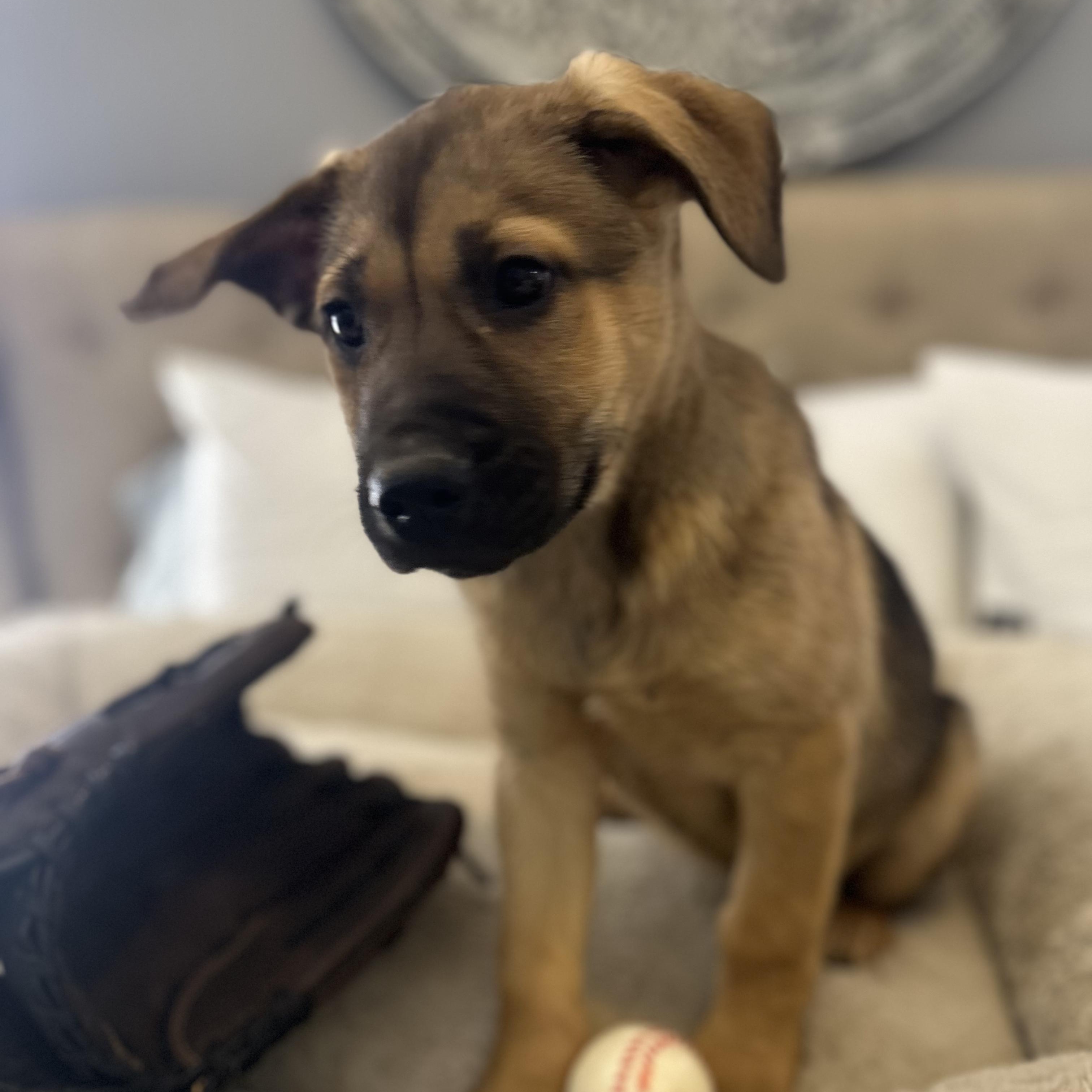 Dog for adoption - Ricardo, a German Shepherd Dog Mix in Springfield ...